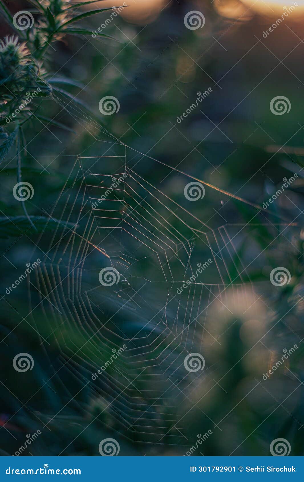 Close Up of a Web on a Plant Stock Image - Image of spiderweb, line ...