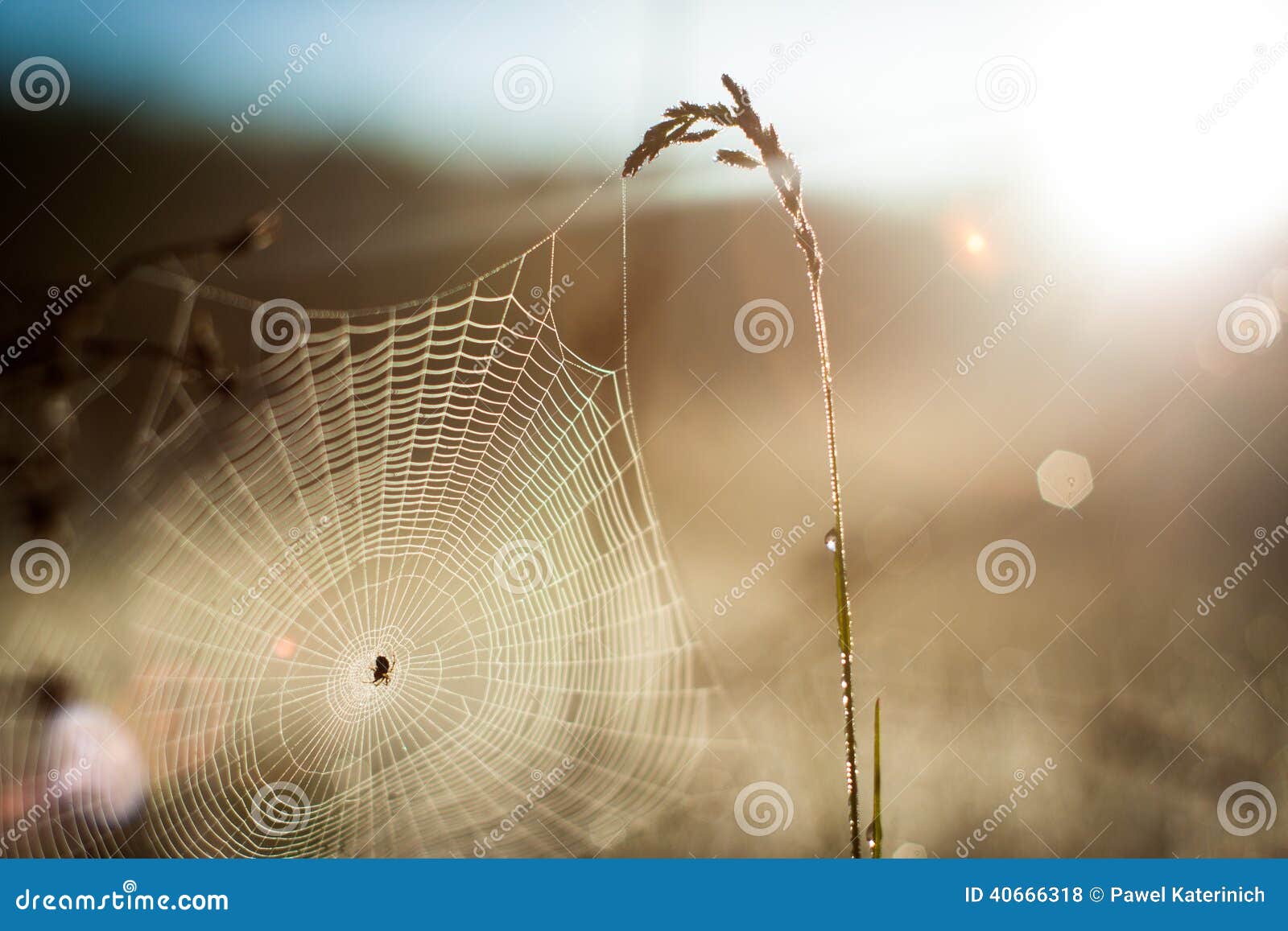 Web on the ear stock photo. Image of abstract, backgrounds - 40666318