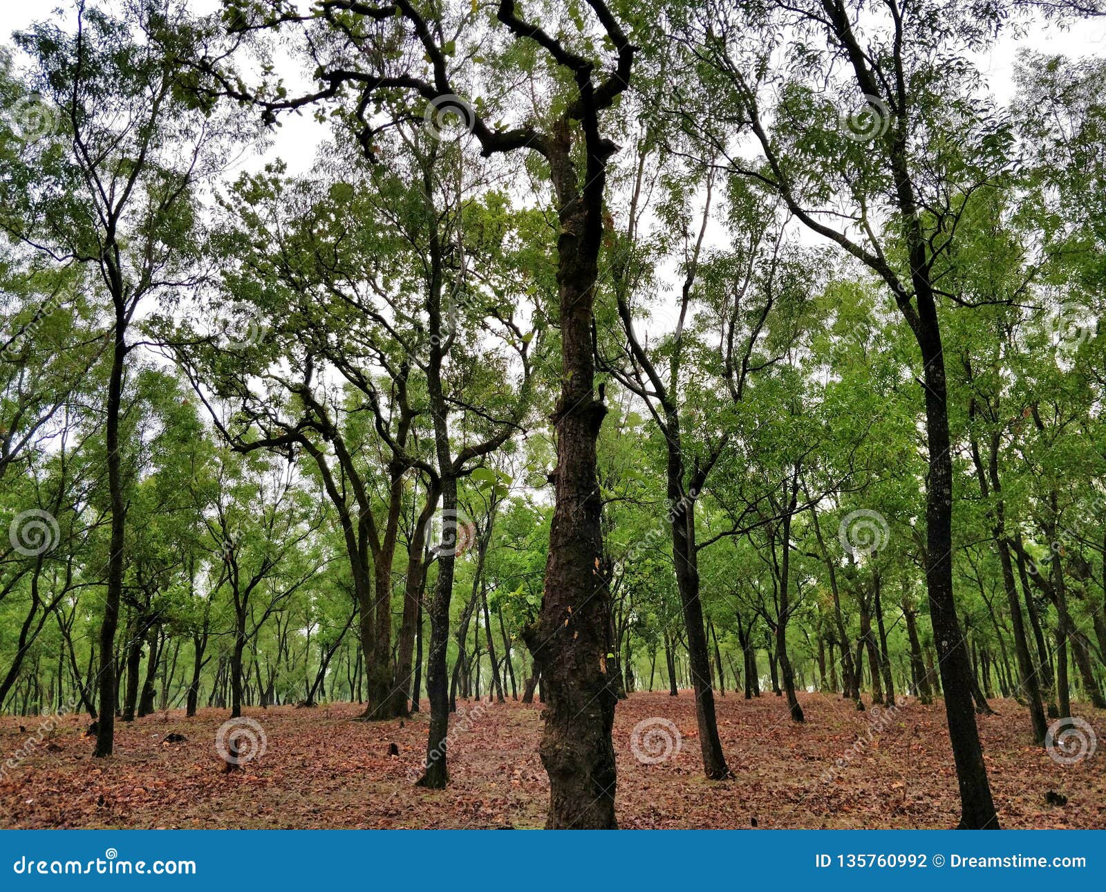 Web forest stock photo. Image of forest, place, earth - 135760992