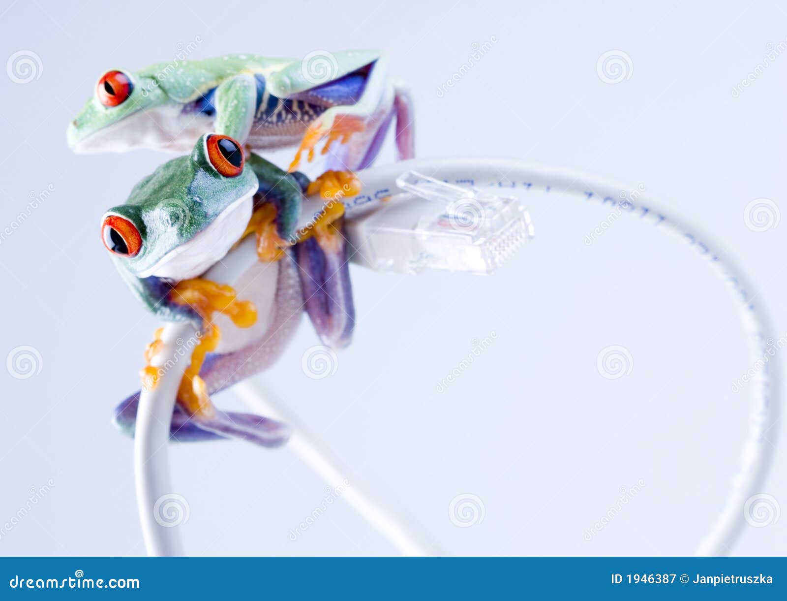 Web frog stock image. Image of colours, crazy, amphibians - 1946387