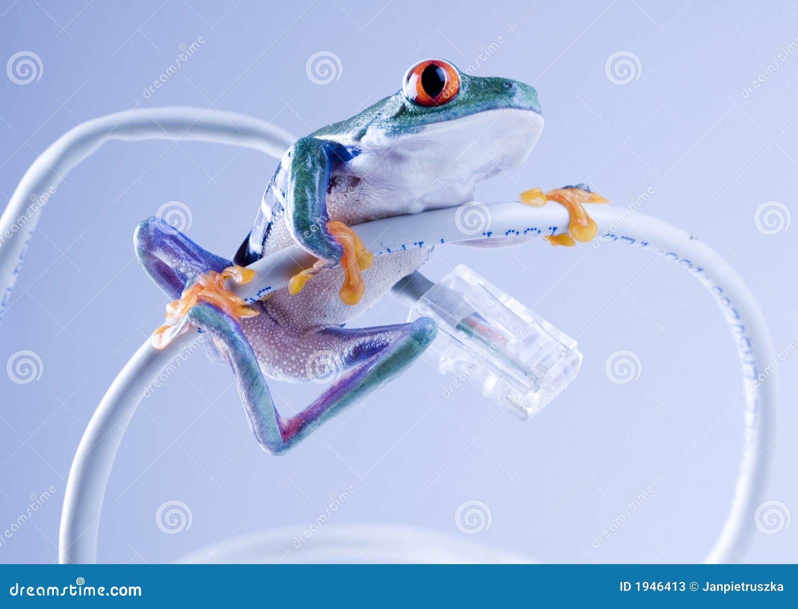 Web frog stock image. Image of amphibia, bulging, hyla - 1946413