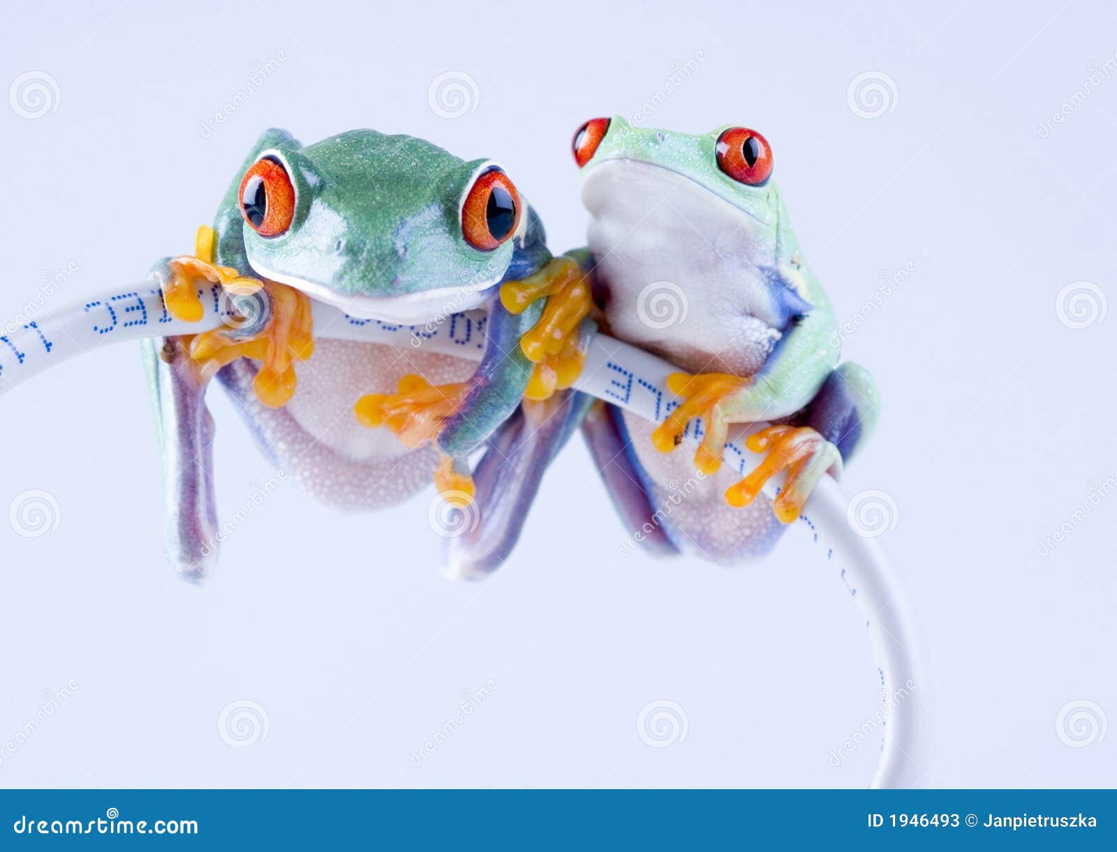 Web frog stock image. Image of colours, animals, anura - 1946493