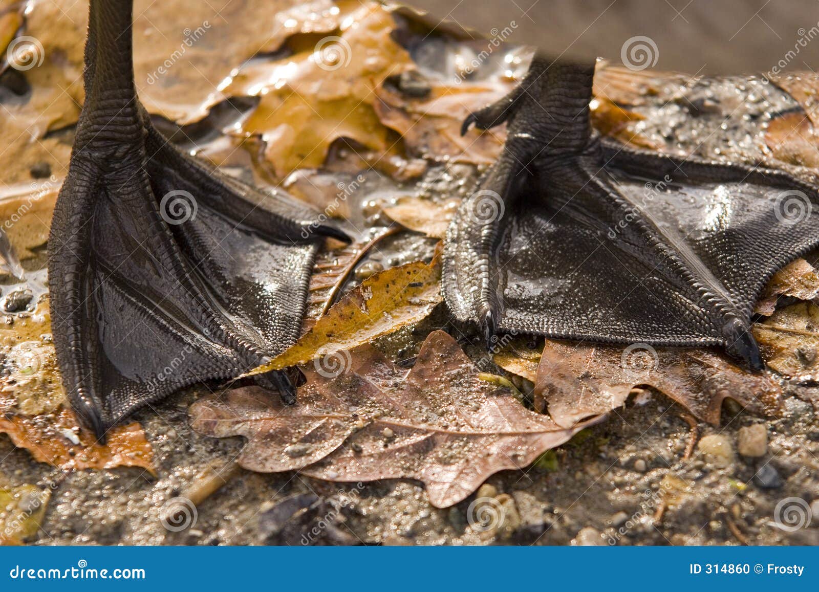 Web Goose Feet Picture. Image: 314860