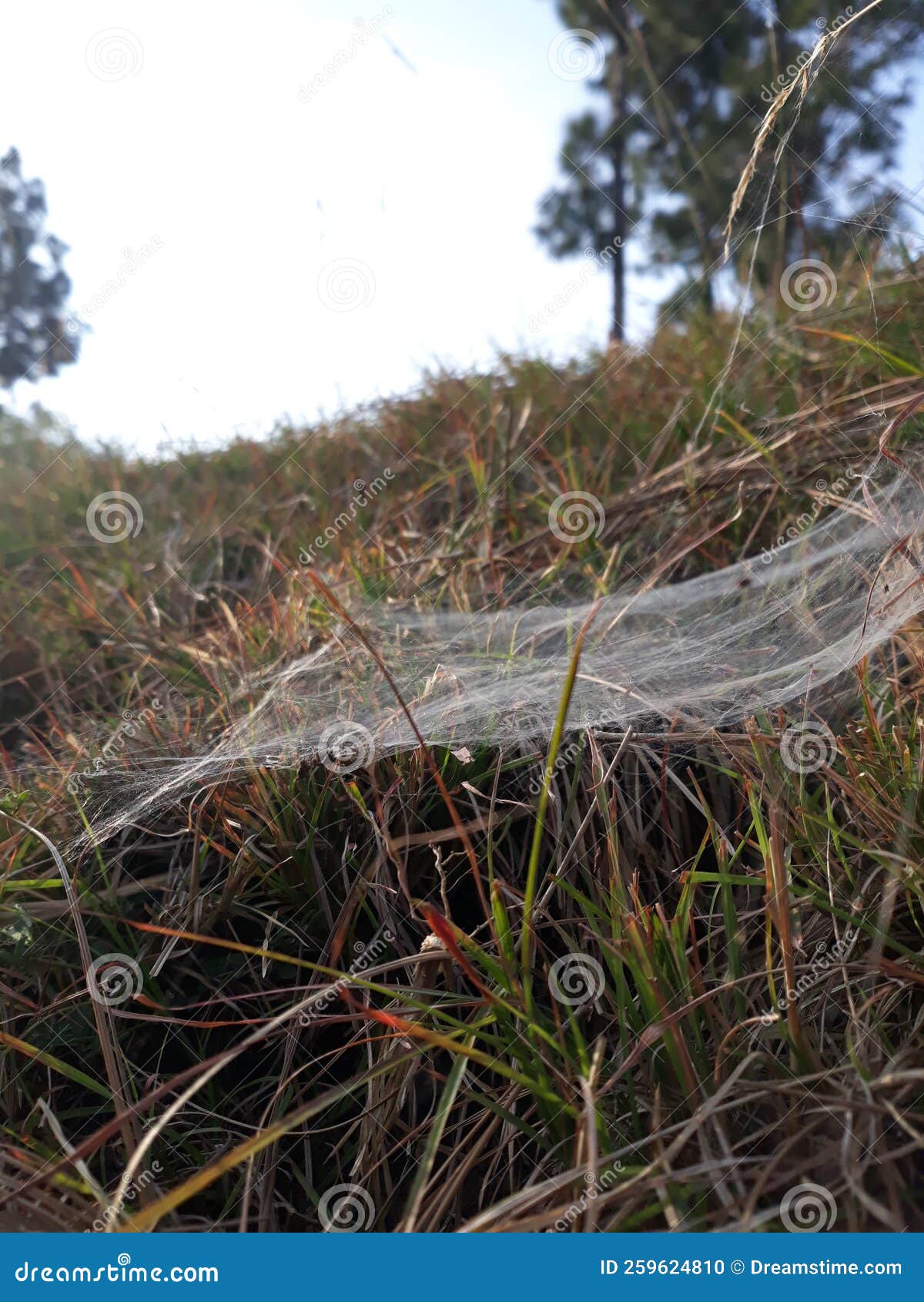 Web on grass stock photo. Image of frost, woodland, wetland - 259624810