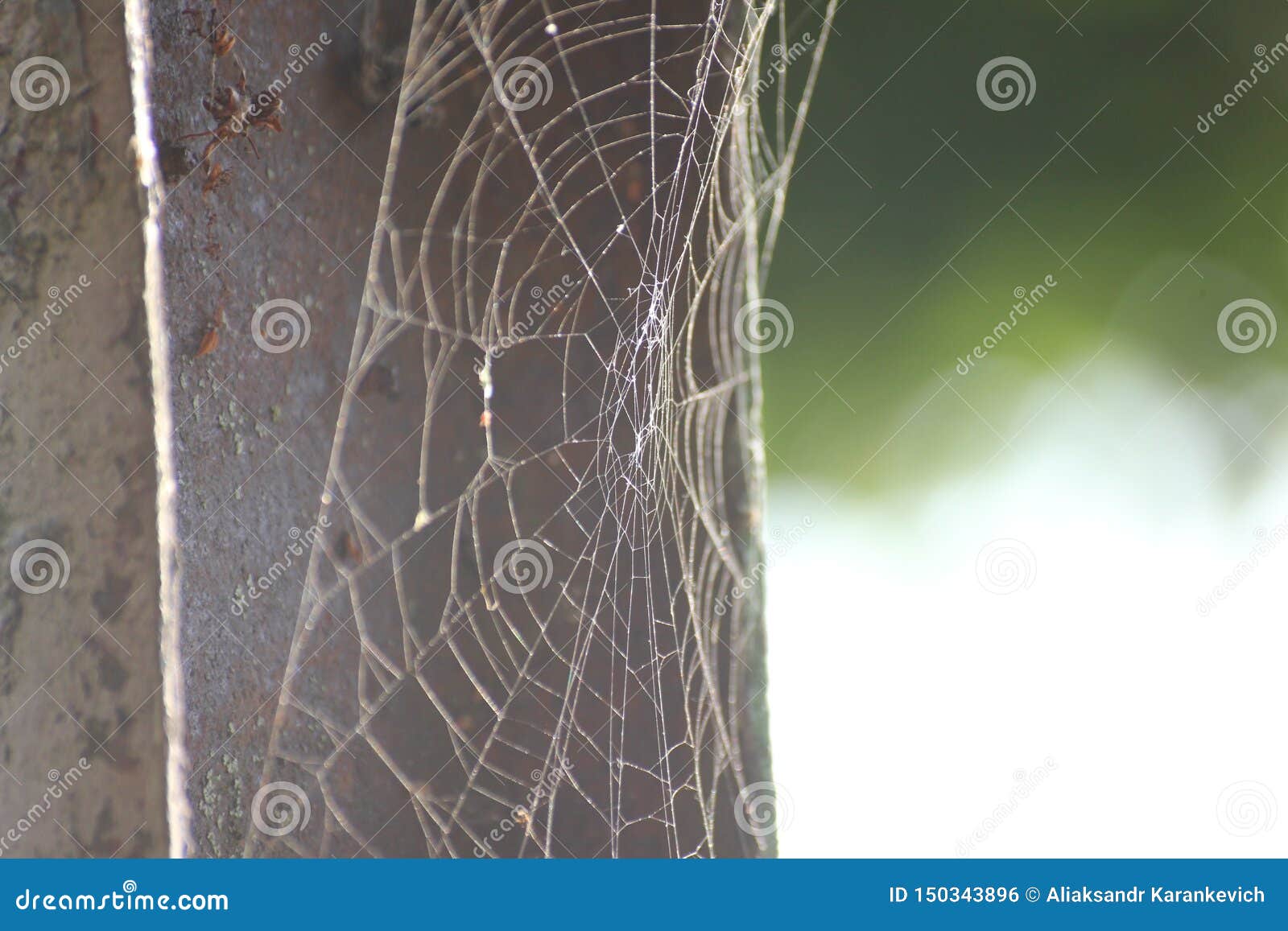 A Web on a Gray Background, a House and a Spider Trap. a Net of Fine ...