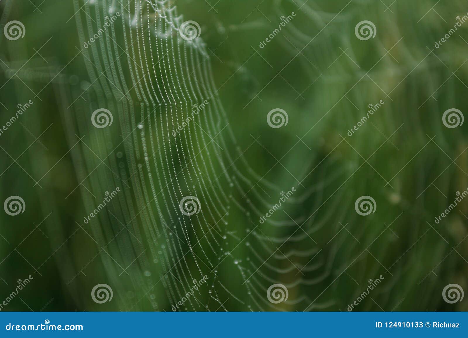 Web in green grass stock image. Image of insect, colors - 124910133
