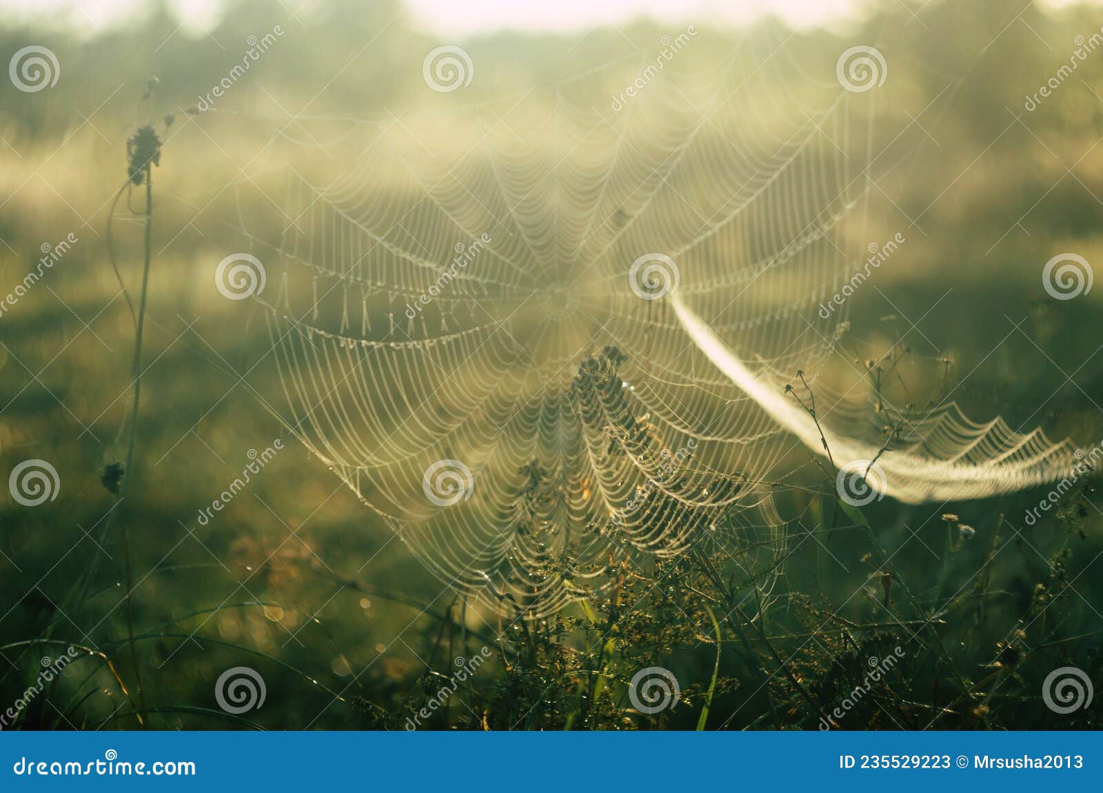 Cobweb at sunset stock image. Image of spiderweb, grass - 235529223