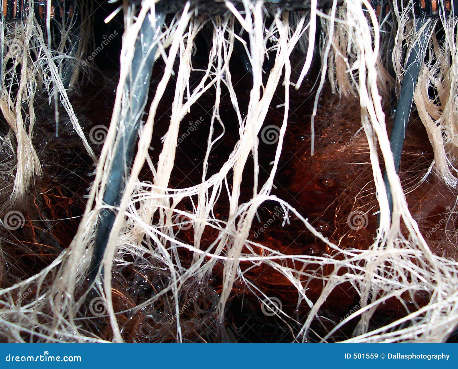 Web of Hydroponic Roots stock image. Image of plants, plant - 501559