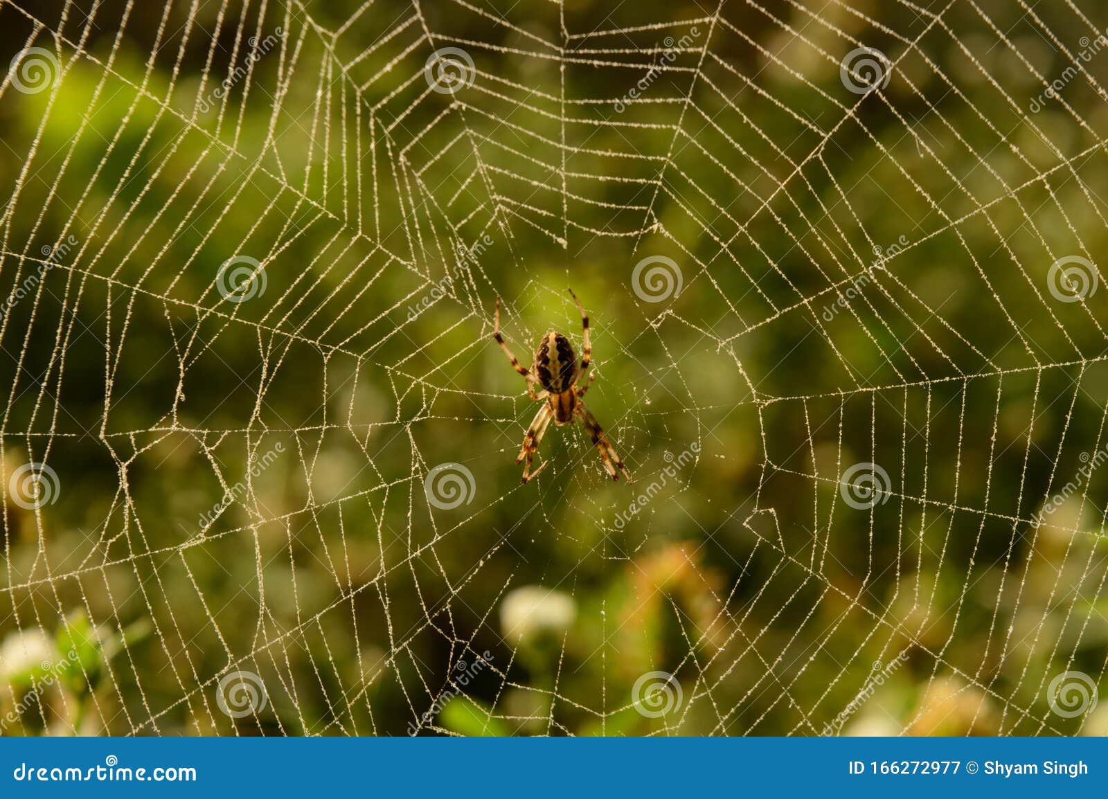 A Web of Indian Spider Who is Relaxing on Web at Evening Stock Image ...