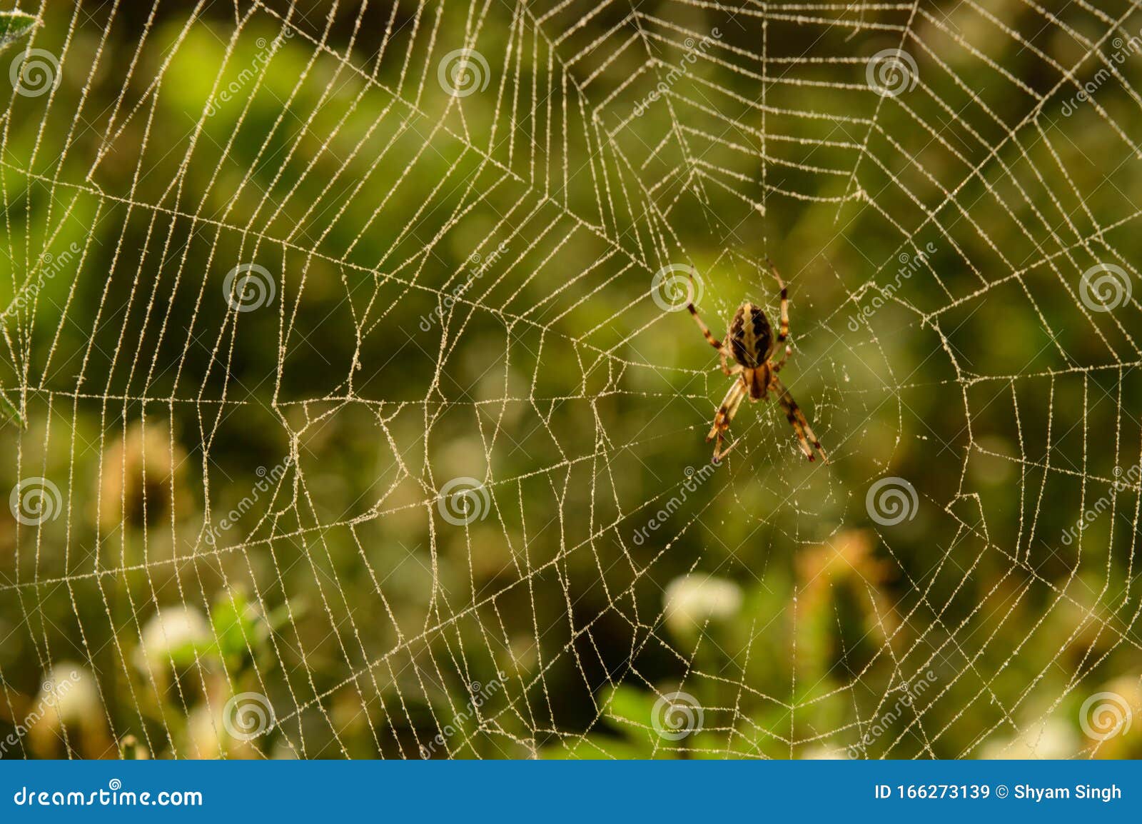 A Web of Indian Spider Who is Relaxing on Web at Evening Stock Image ...