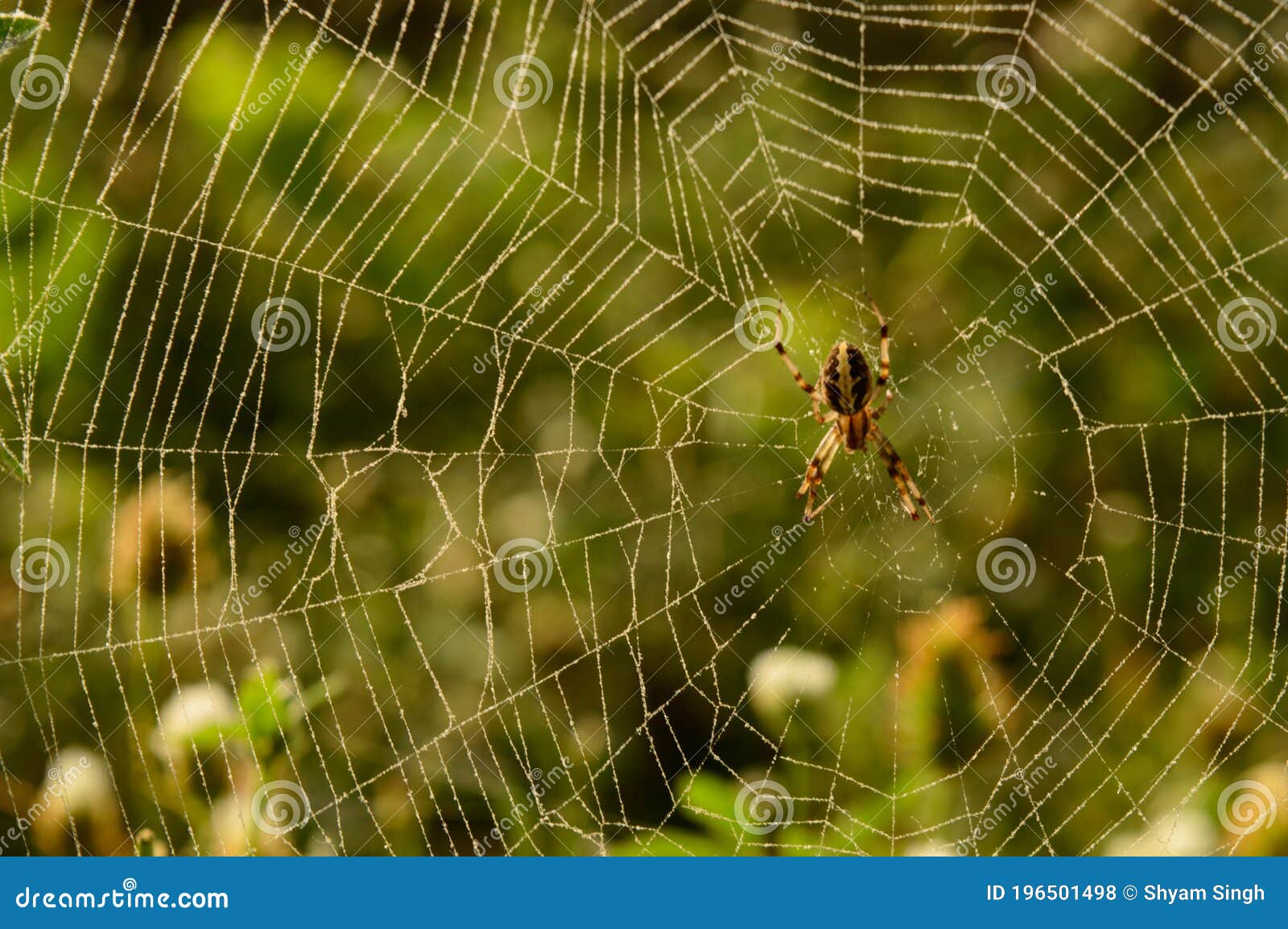 A Web of Indian Spider Who is Relaxing on Web at Evening Stock Photo ...