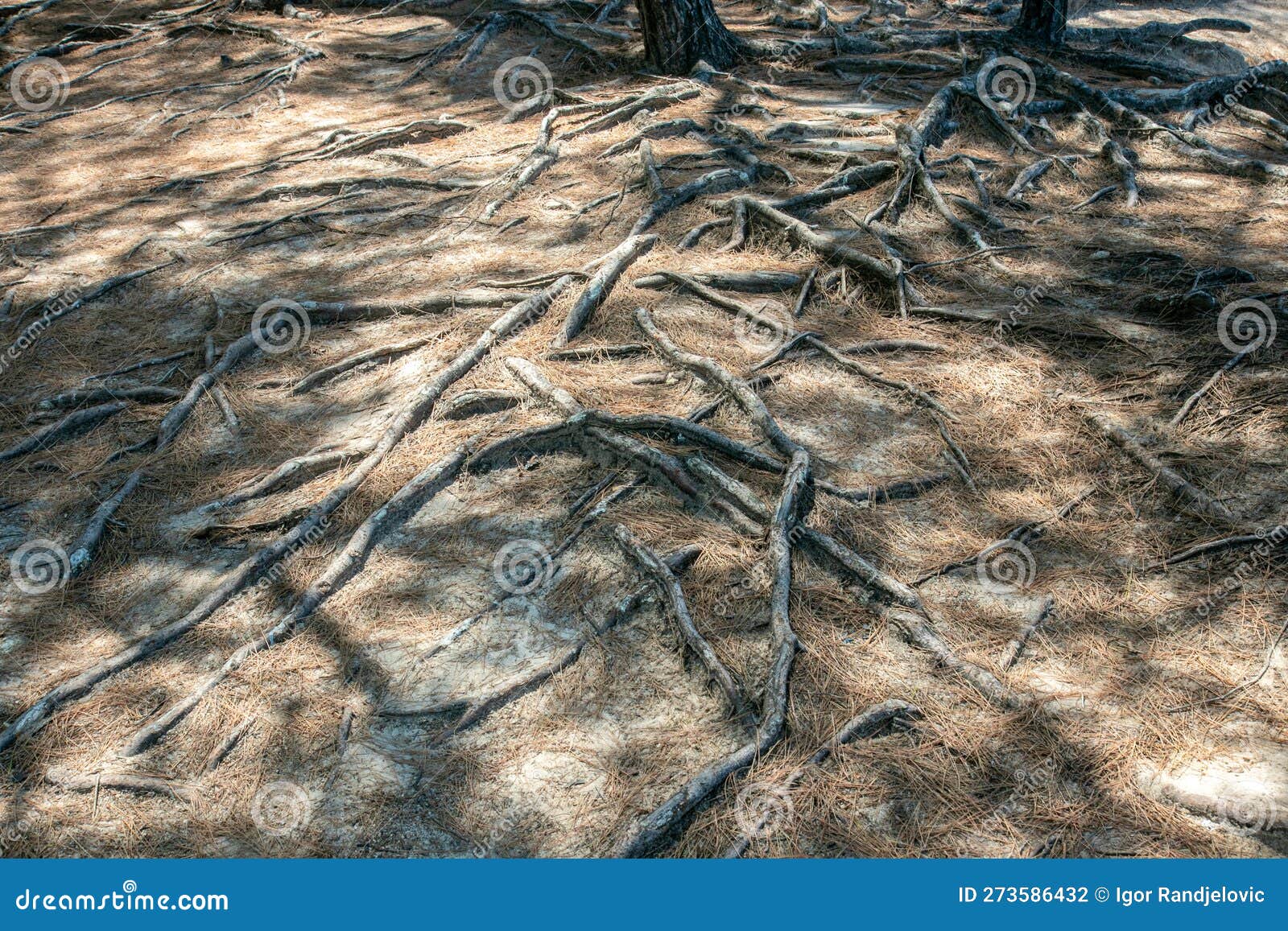 Web of Intertwined Coniferous Roots Above the Ground in the Forest ...