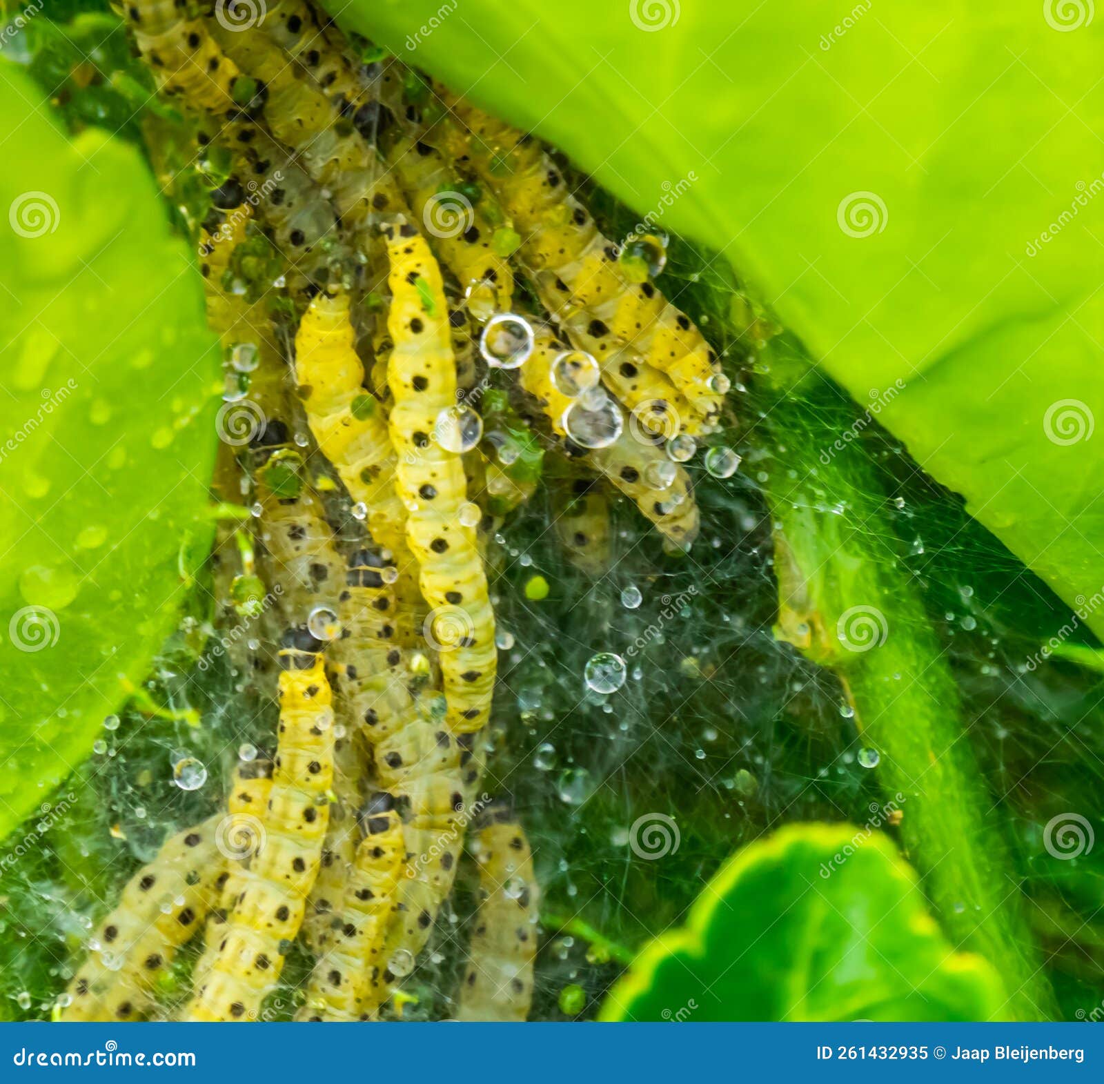 Web with Larvae of a Box Tree Moth in Macro Closeup, Infested Buxus ...