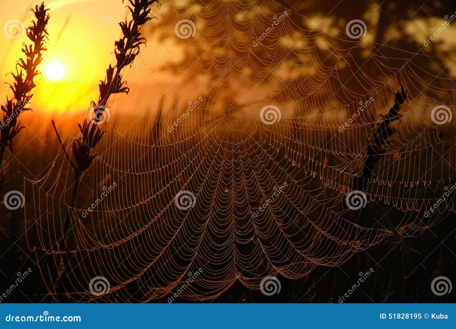 Web in the Light of the Rising Sun Stock Image - Image of background ...