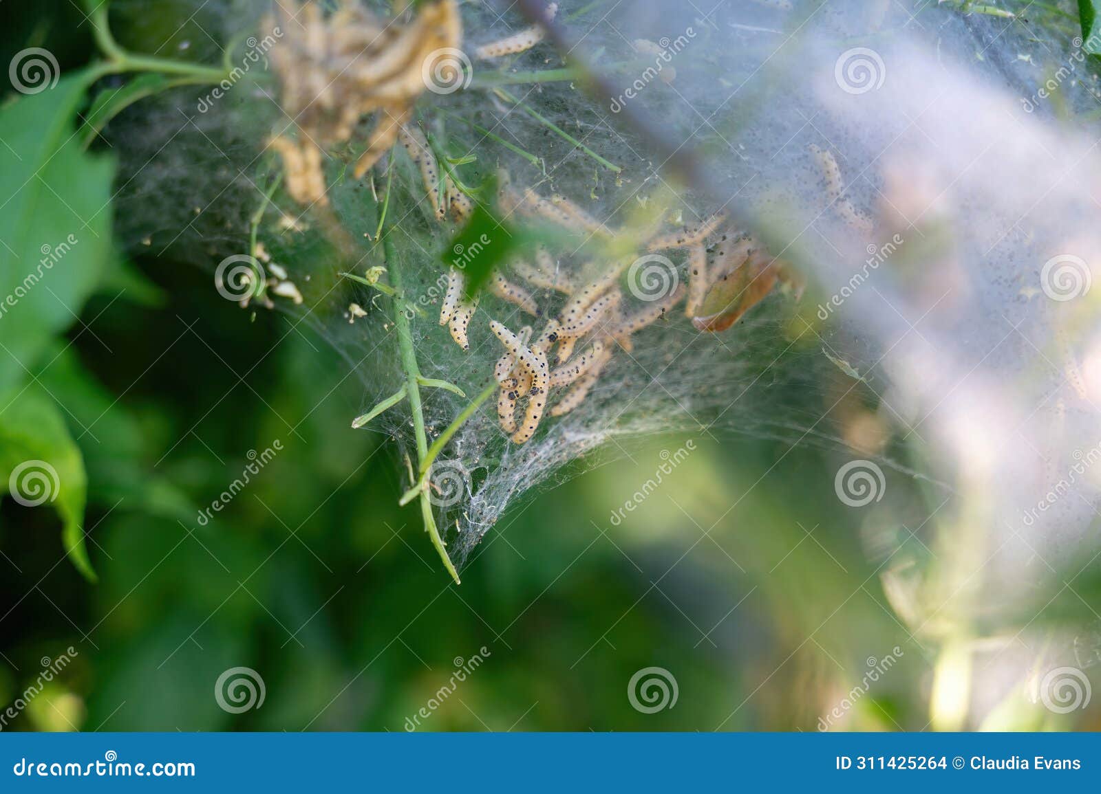 Web Moth Caterpillars in a Web Stock Photo - Image of butterflies ...