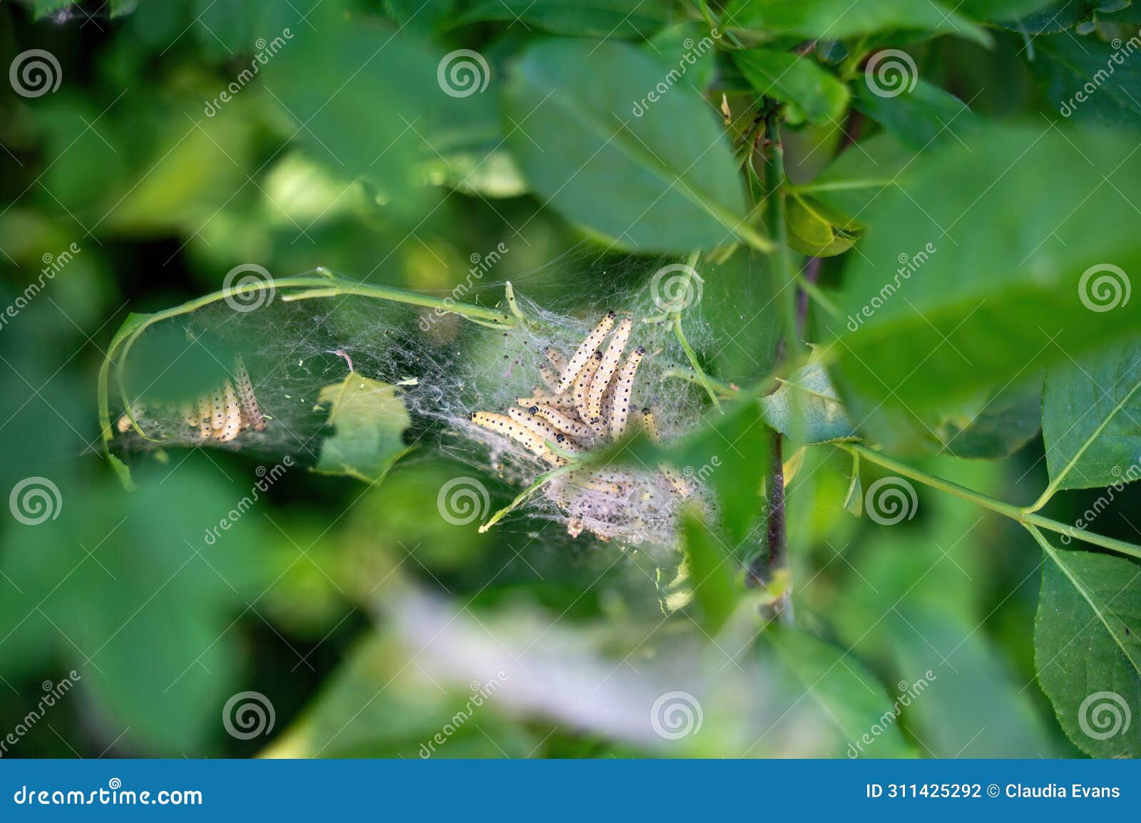 Web Moth Caterpillars in a Web Stock Photo - Image of tree, threads ...