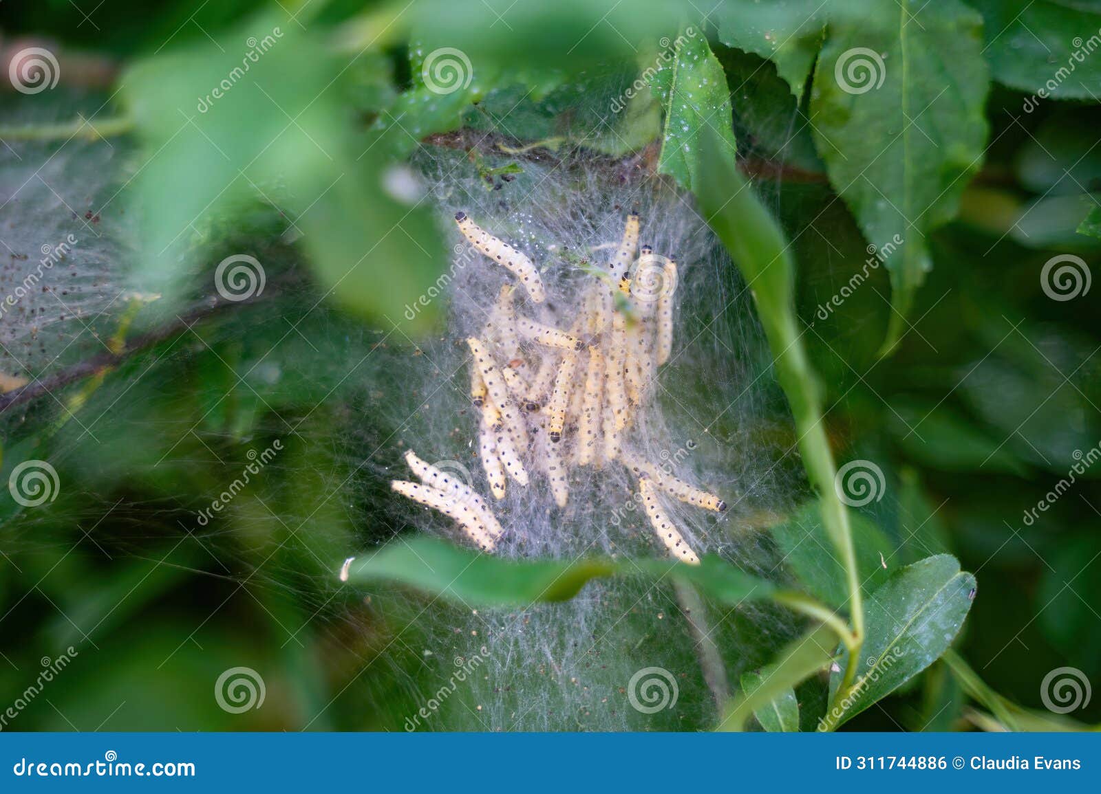 Web Moth Caterpillars in a Web Stock Photo - Image of animals, wildlife ...