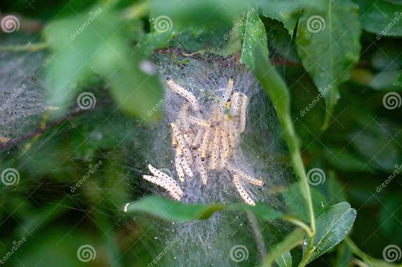 Web Moth Caterpillars in a Web Stock Photo - Image of animals, wildlife ...