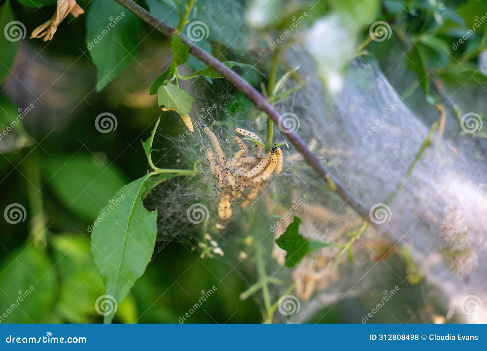 Web Moth Caterpillars in a Web Stock Photo - Image of moths, green ...