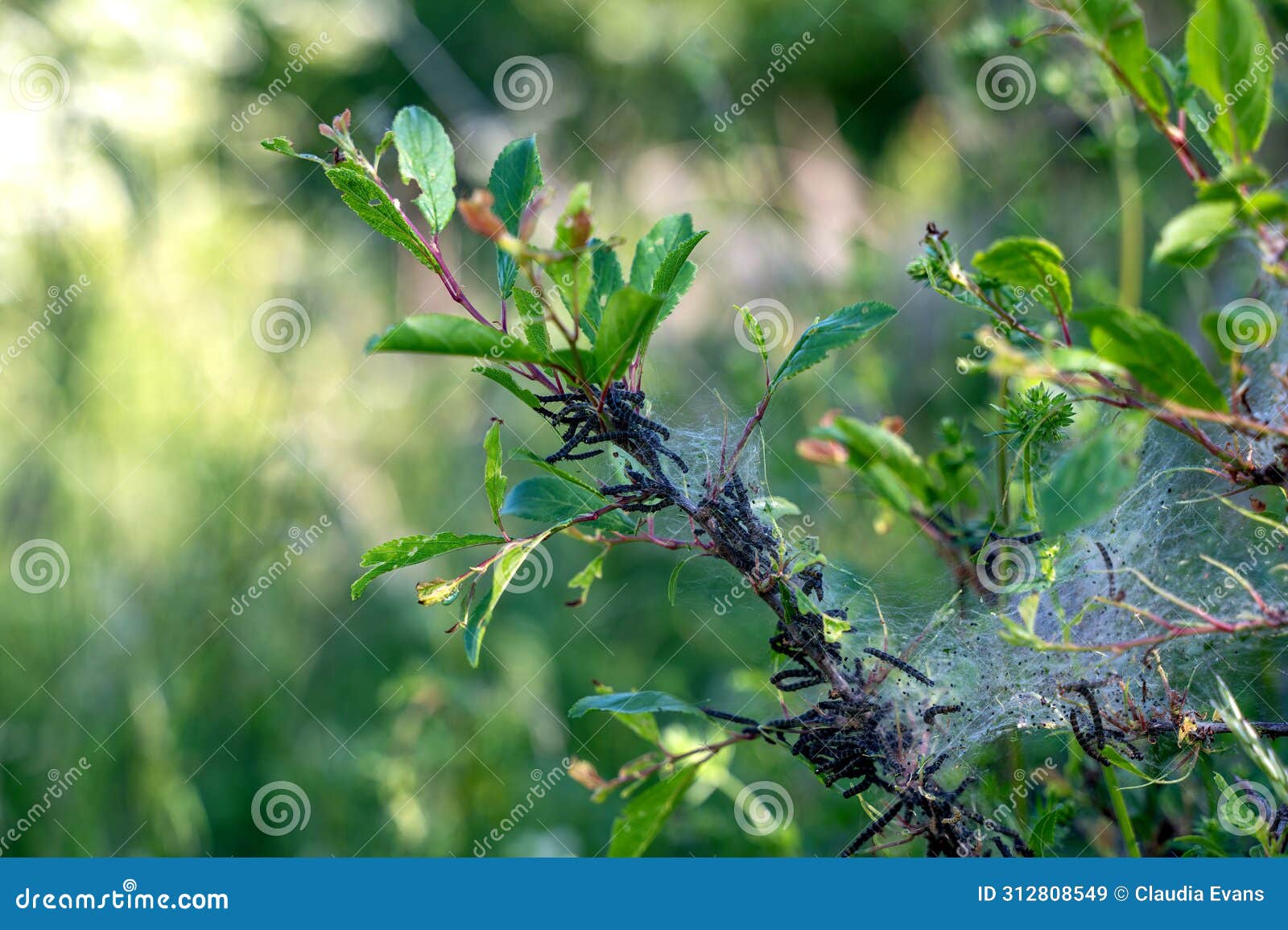 Web Moth Caterpillars in a Web Stock Image - Image of colony ...