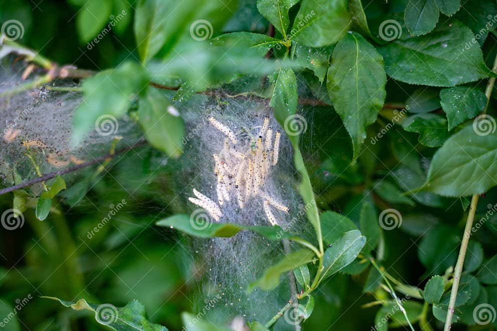 Web Moth Caterpillars in a Web Stock Image - Image of animals, green ...