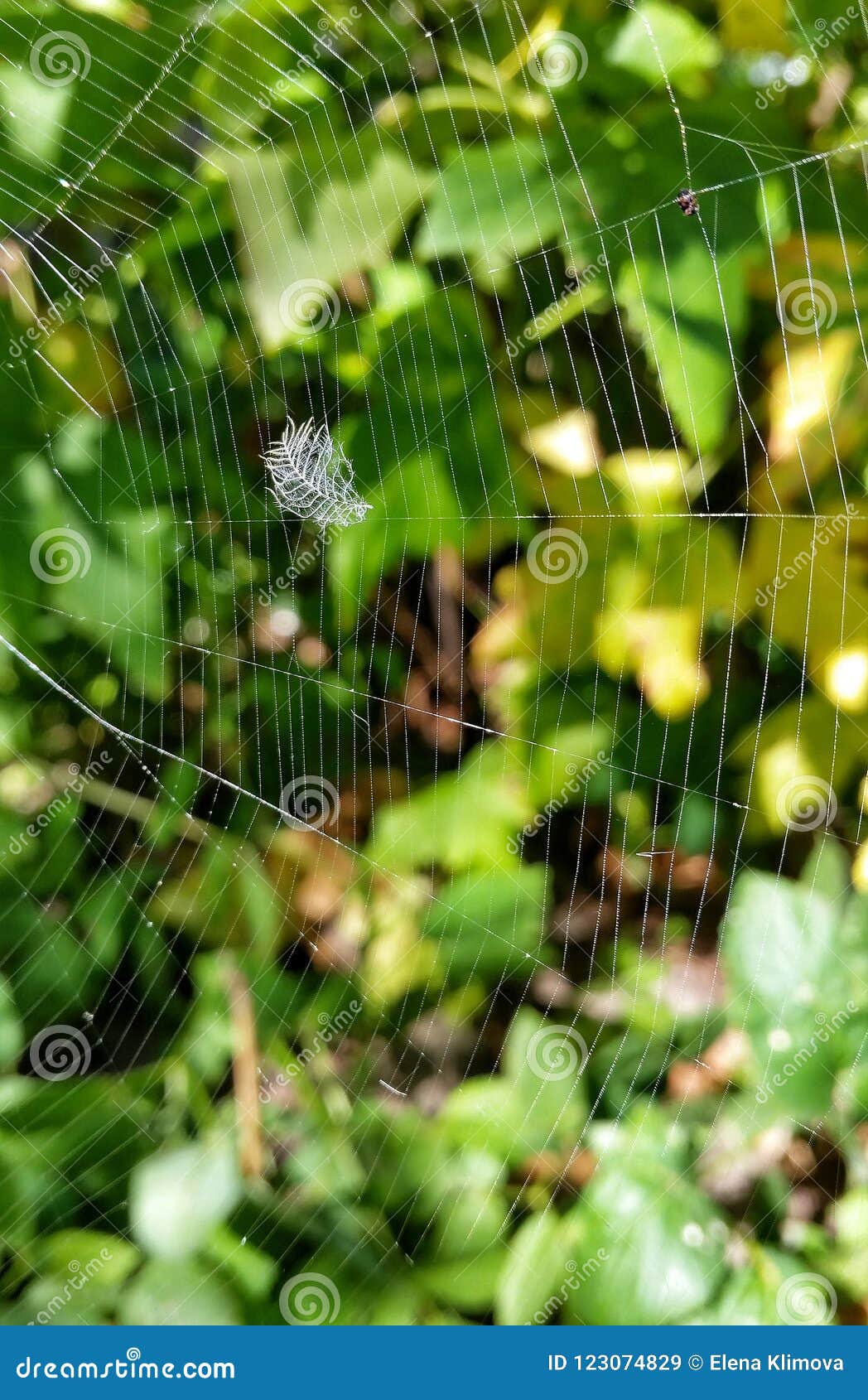 Web Net Spider Cobweb Catch Garden Stock Image - Image of trap, garden ...