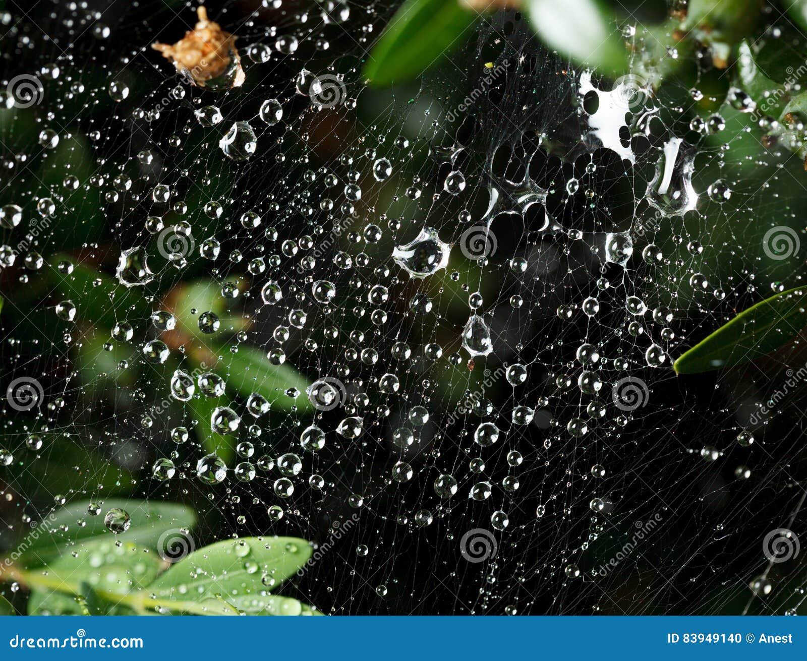 Web in rainy day stock photo. Image of raindrop, nature - 83949140
