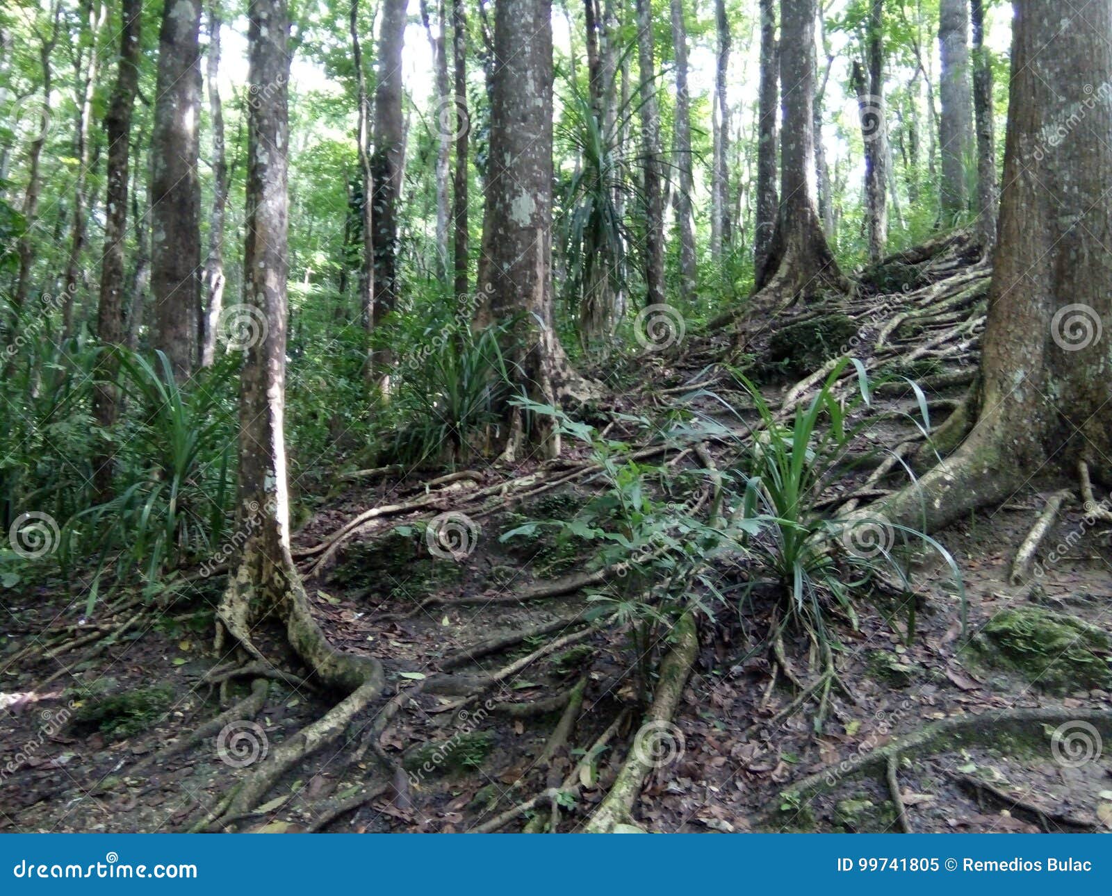 Web of Roots stock image. Image of manmade, forest, roots - 99741805