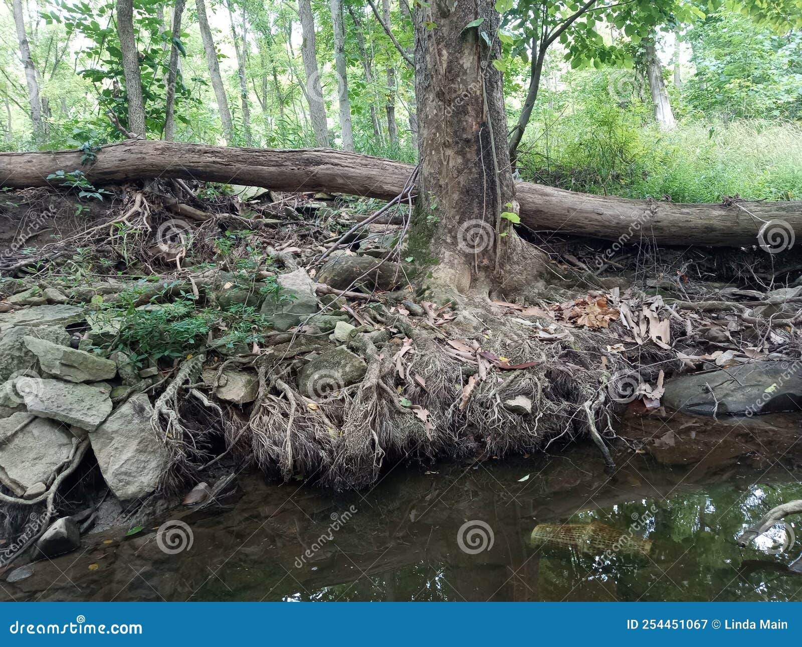 Web of roots stock image. Image of wilderness, pond - 254451067