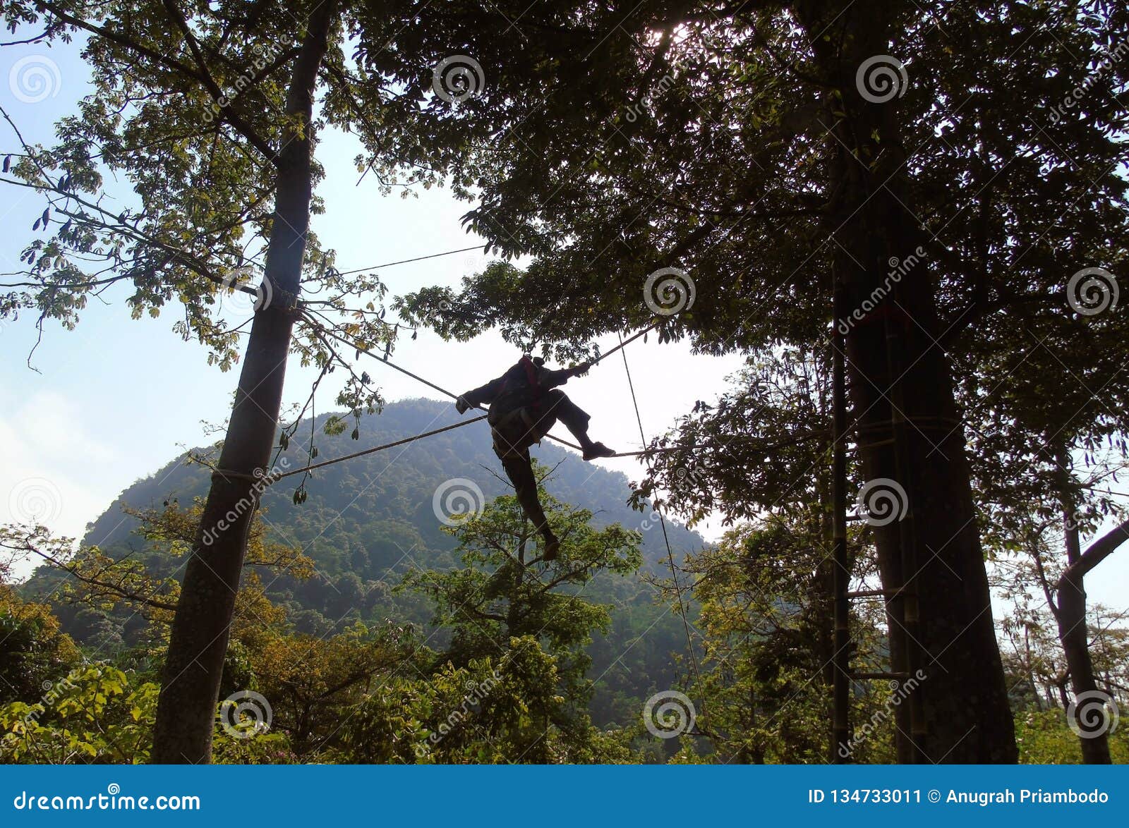 Web Rope Obstacle between the Trees Stock Image - Image of hill, forest ...