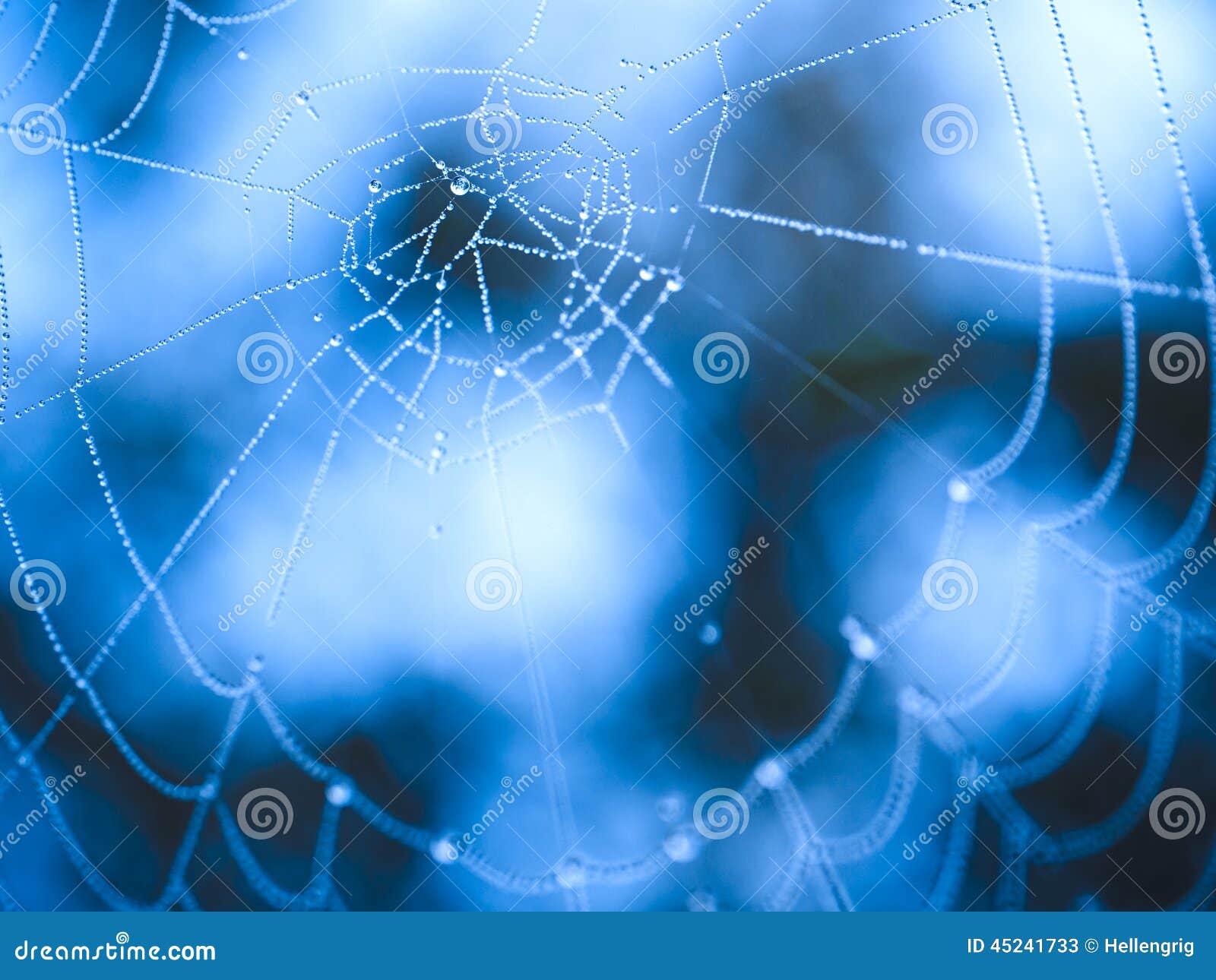 Web stock image. Image of dewy, macro, cobweb, insect - 45241733