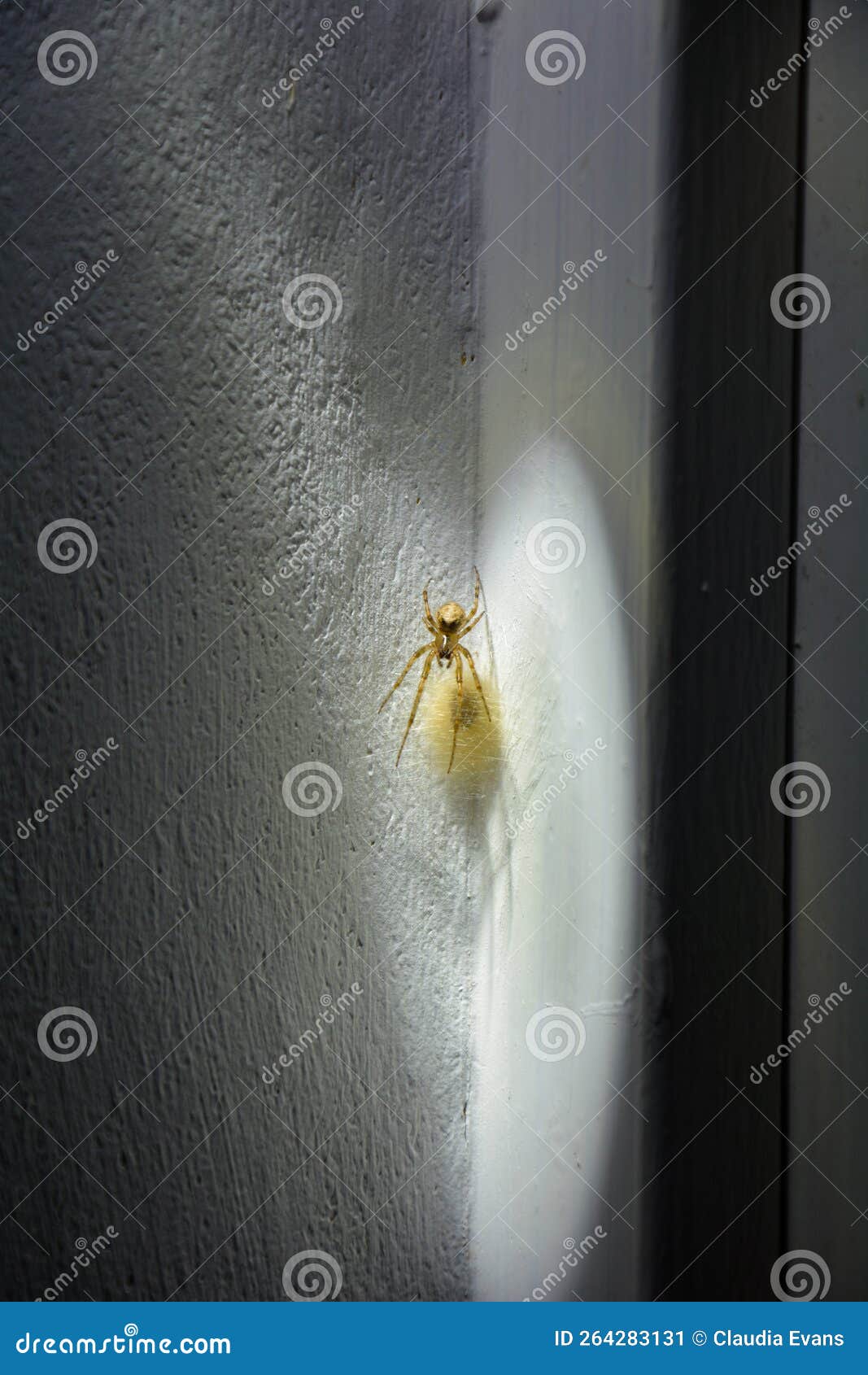 Web Spider with Cocoon in a White House Corner in the Light of a ...