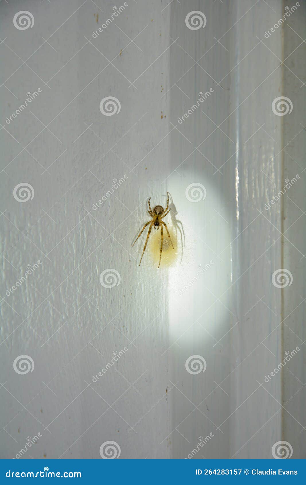 Web Spider with Cocoon in a White House Corner in the Light of a ...