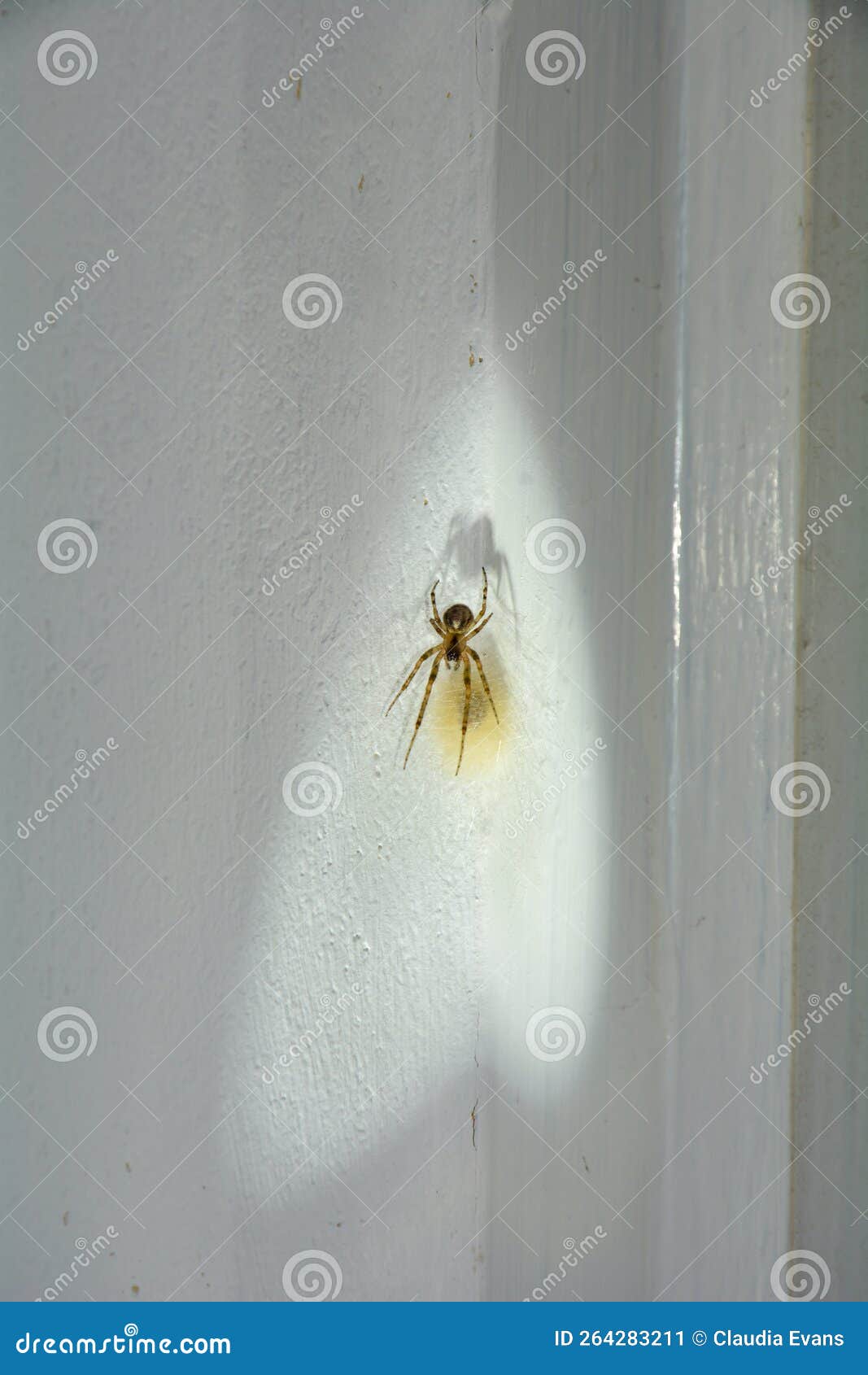 Web Spider with Cocoon in a White House Corner in the Light of a ...