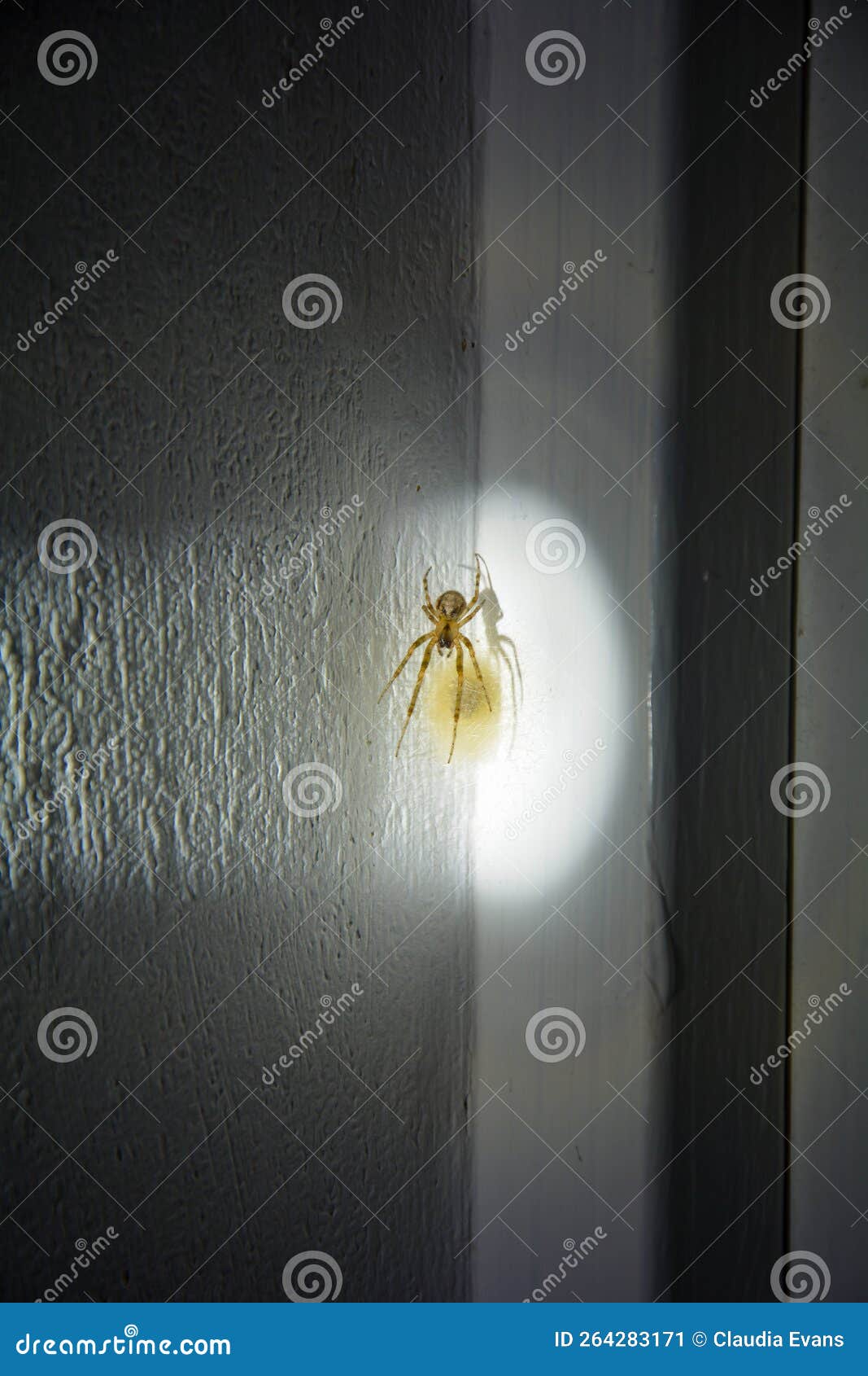 Web Spider with Cocoon in a White House Corner in the Light of a ...