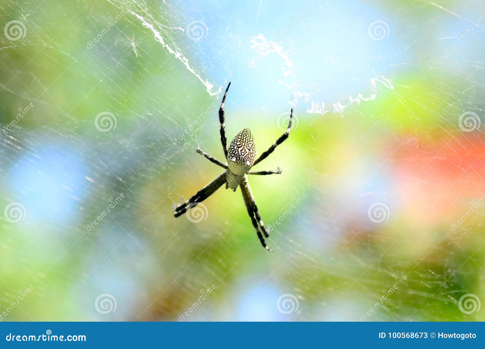Web and Spider on a Colorful Sky Stock Image - Image of grass, insect ...