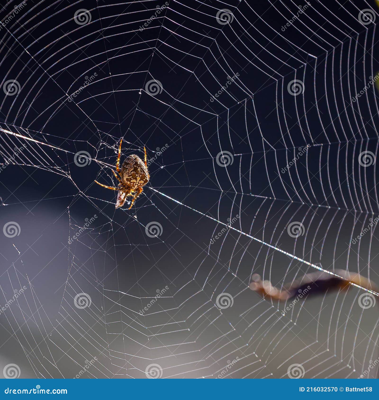 Web with a Spider in a Dark Area of a Tree and Illuminated by the Rays ...