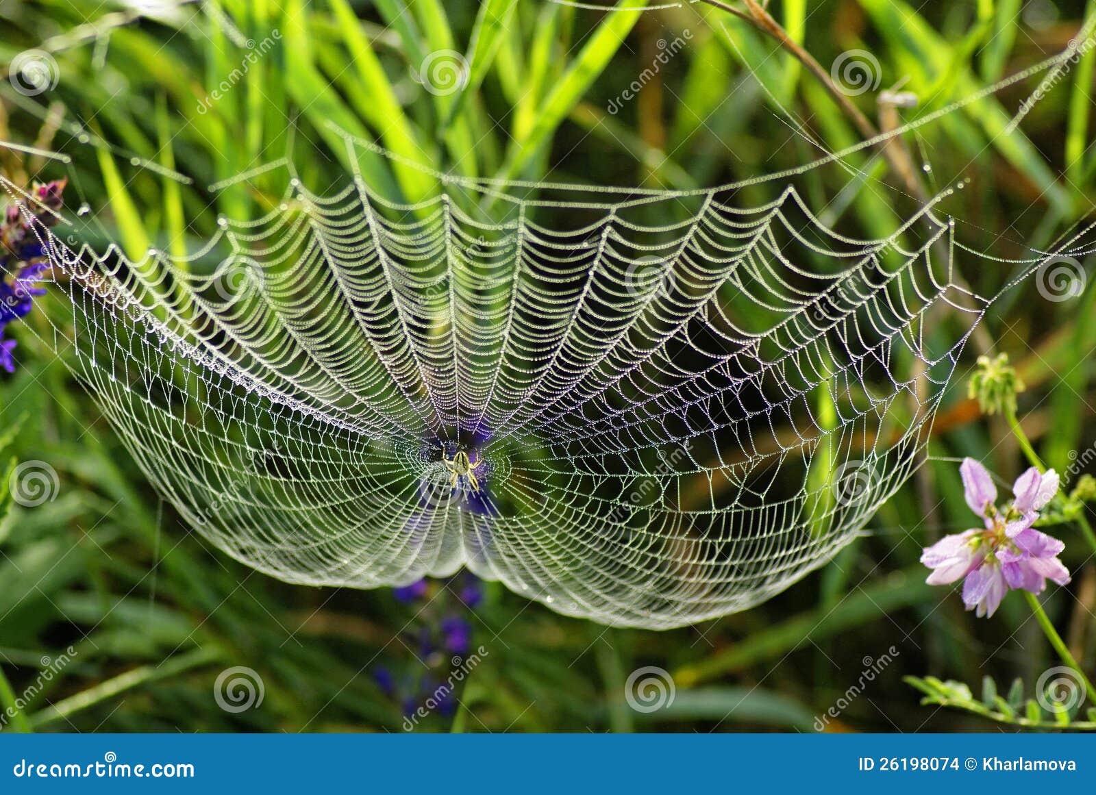 Web of the spider and dew stock photo. Image of decoration - 26198074