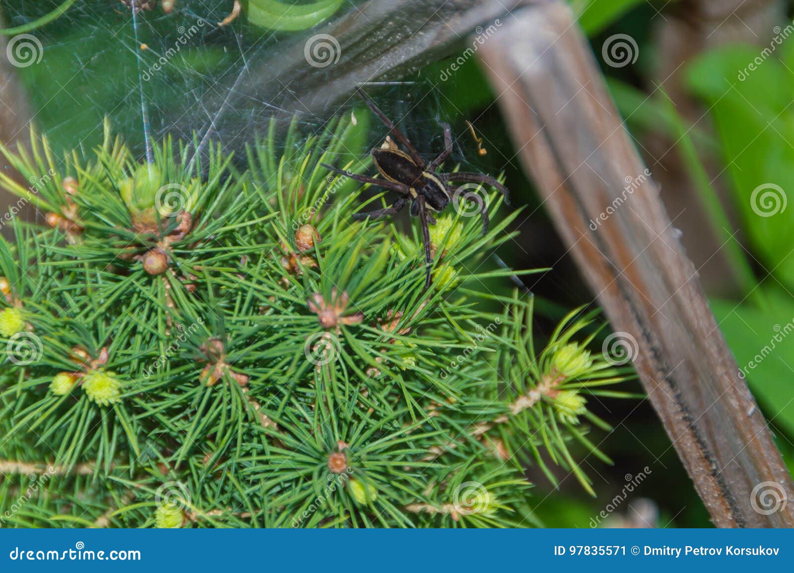 Web and Spider on the Green Tree. Stock Image - Image of environment ...