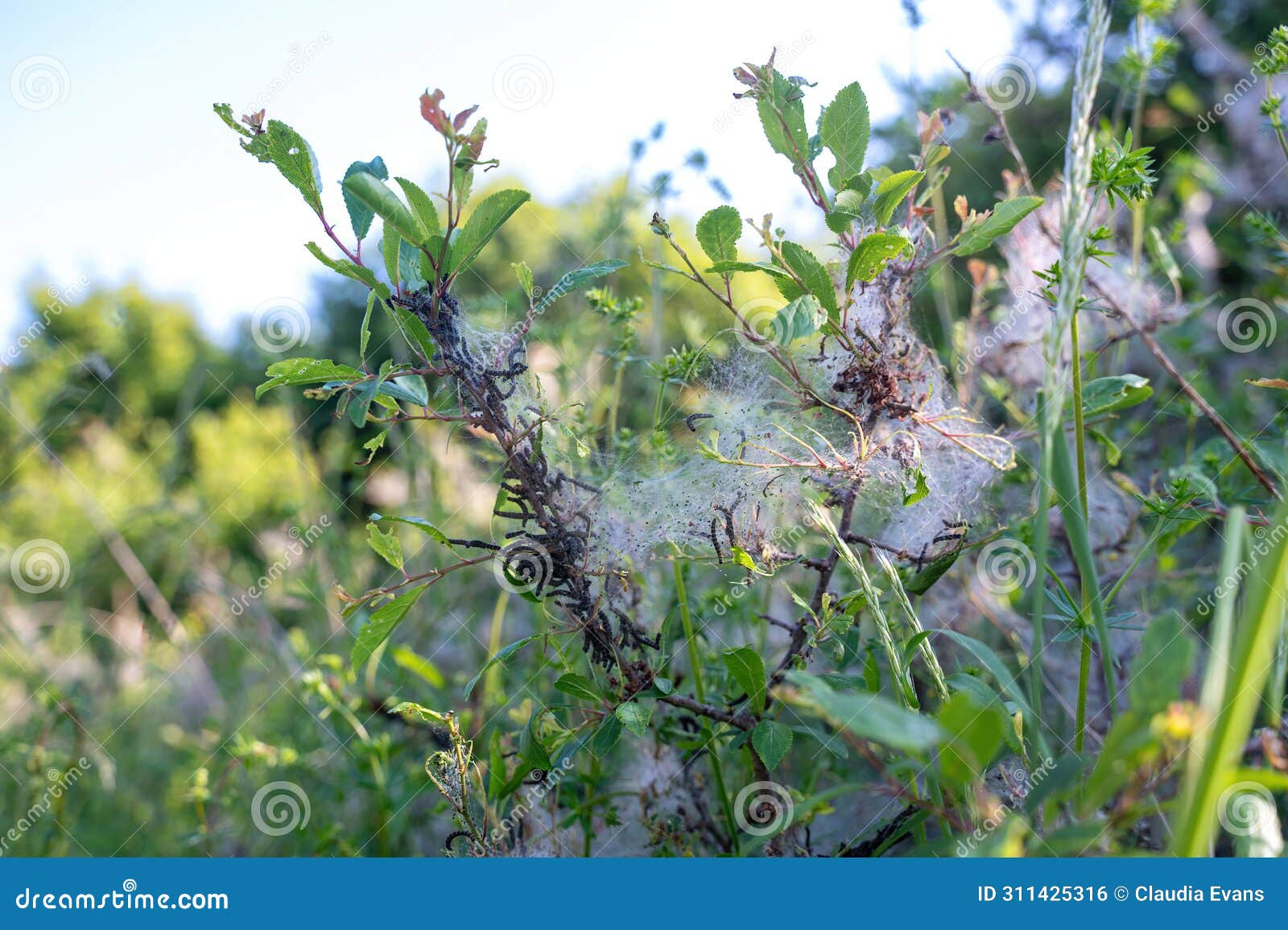 Web Moth Caterpillars in a Web Stock Photo - Image of spider, plague ...