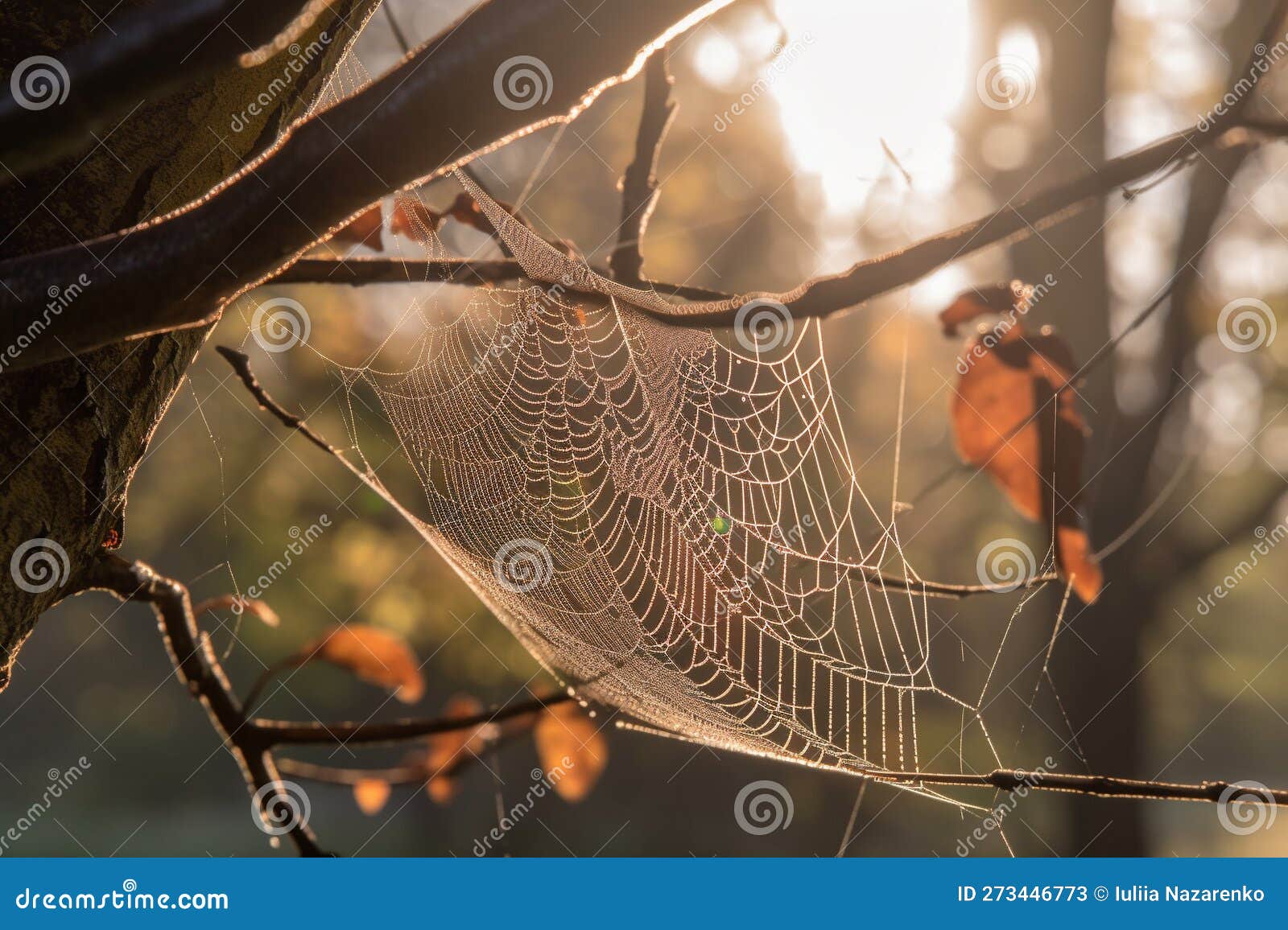 The Web of the Spider is Placed on the Trees in the Rays of Sunset. AI ...