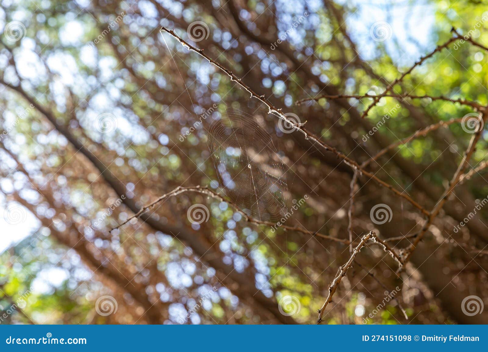 A Web with a Spider on it, Stretched between the Branches of a Tree on ...