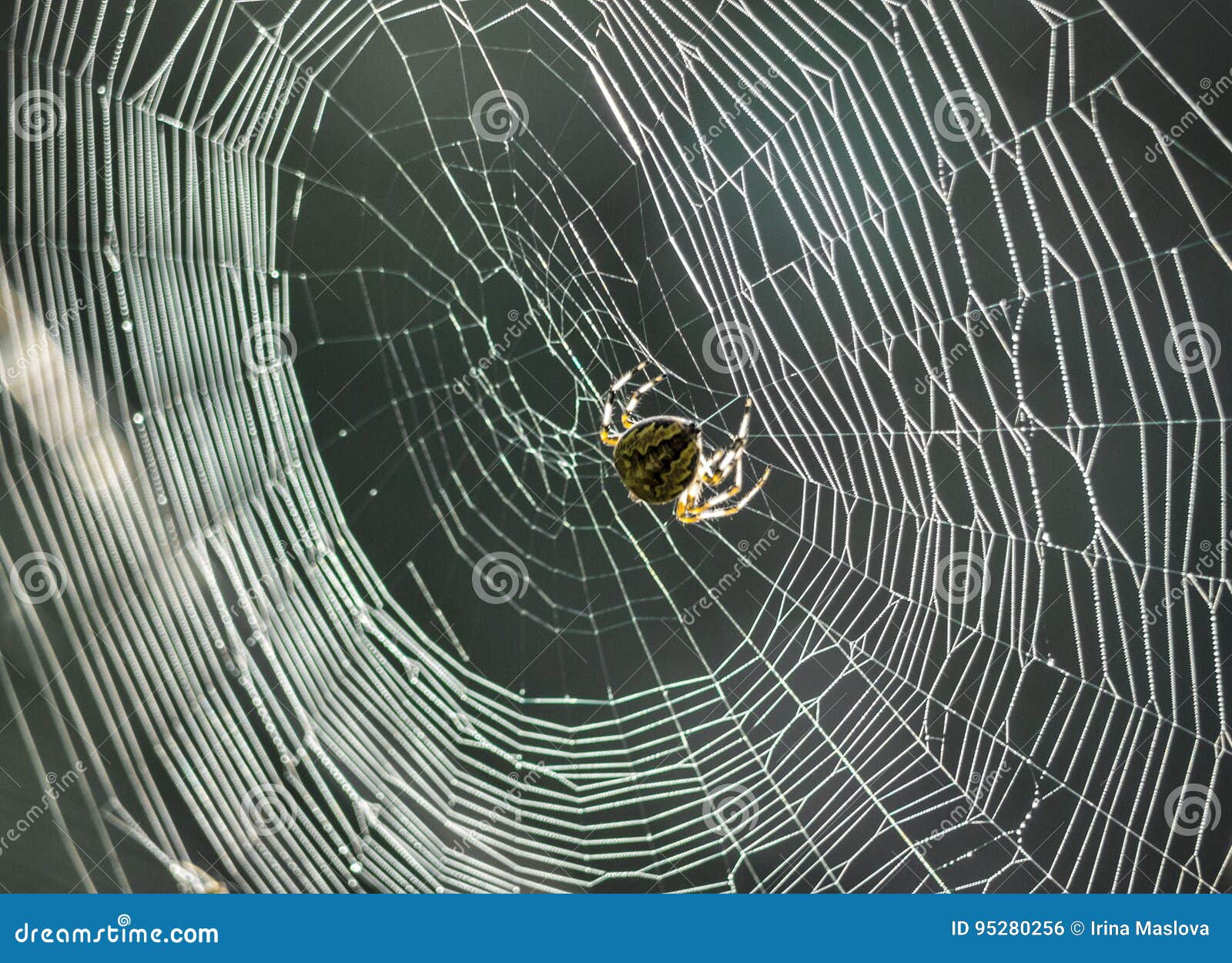 Web with spider stock photo. Image of habitat, hunting - 95280256