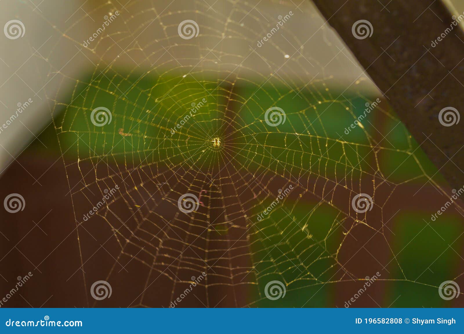 A Web of Spider in Town at Morning Sunlight Back Light Stock Photo ...