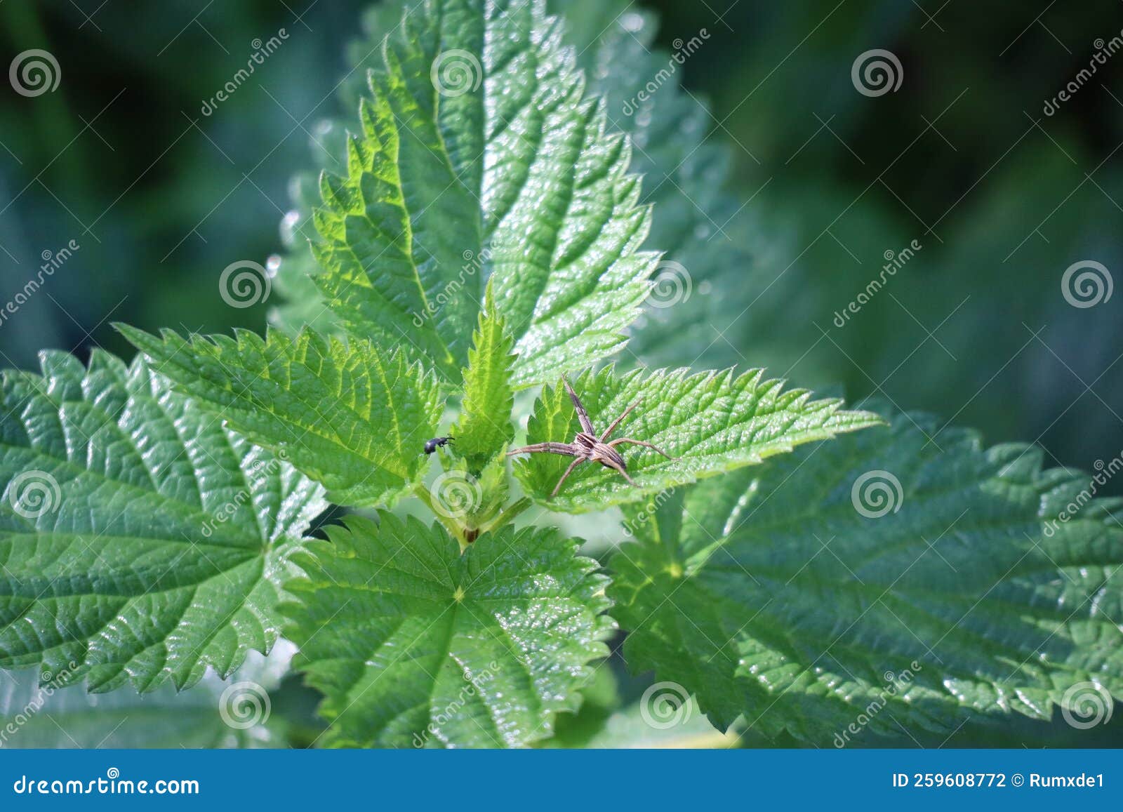 Web Spider and Weevil on Stinging Nettle Stock Photo - Image of tooth ...
