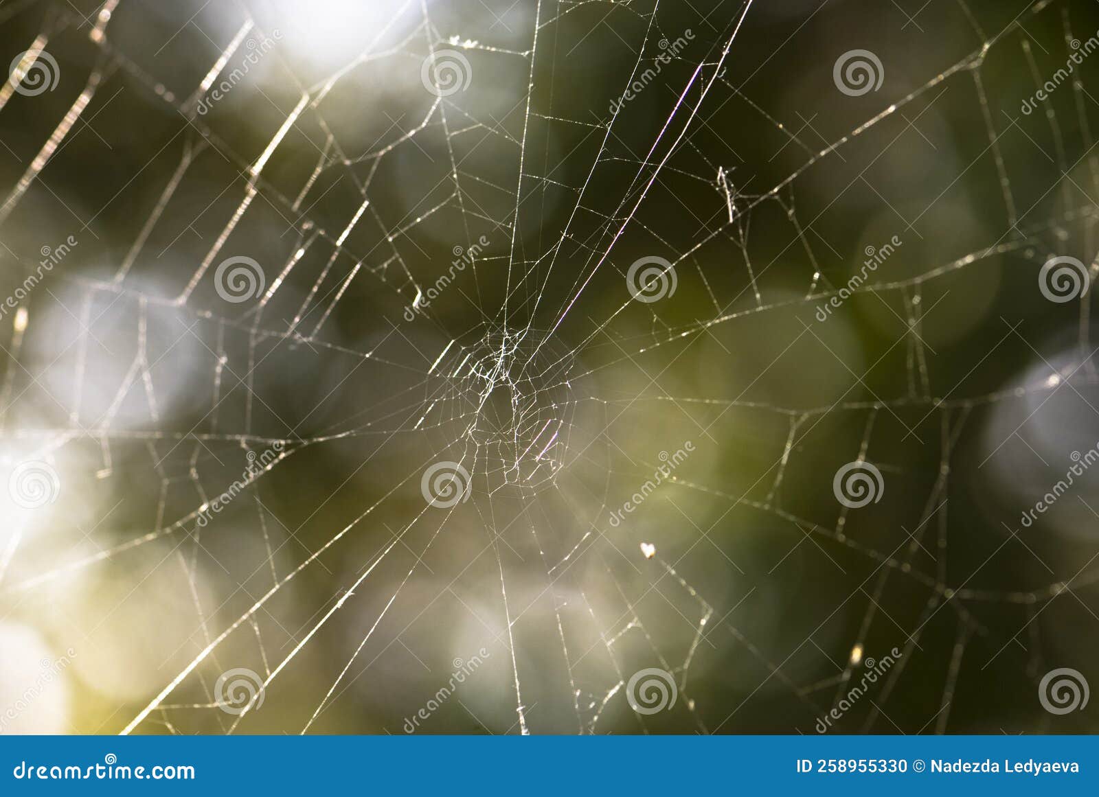 Web of a Spider in Wild Wood. Stock Photo - Image of morning ...