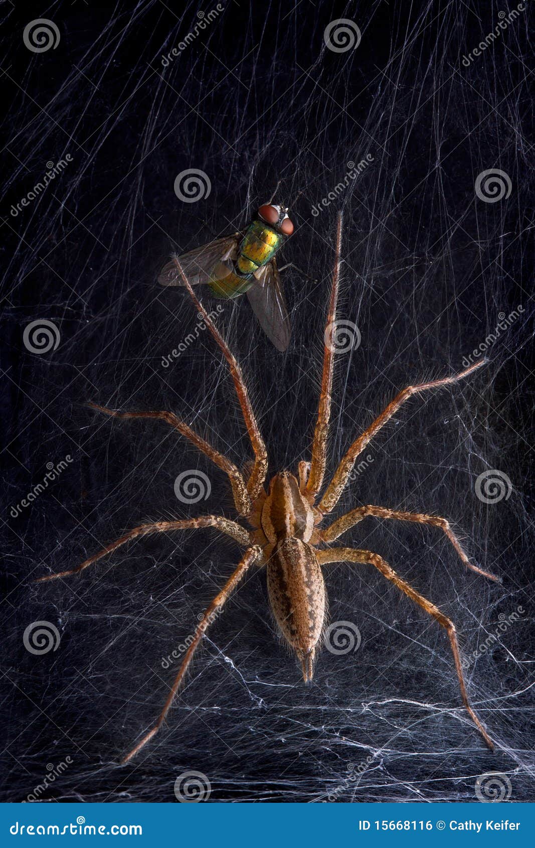 Web Spider Y Mosca De Embudo Foto de archivo - Imagen de cubo ...