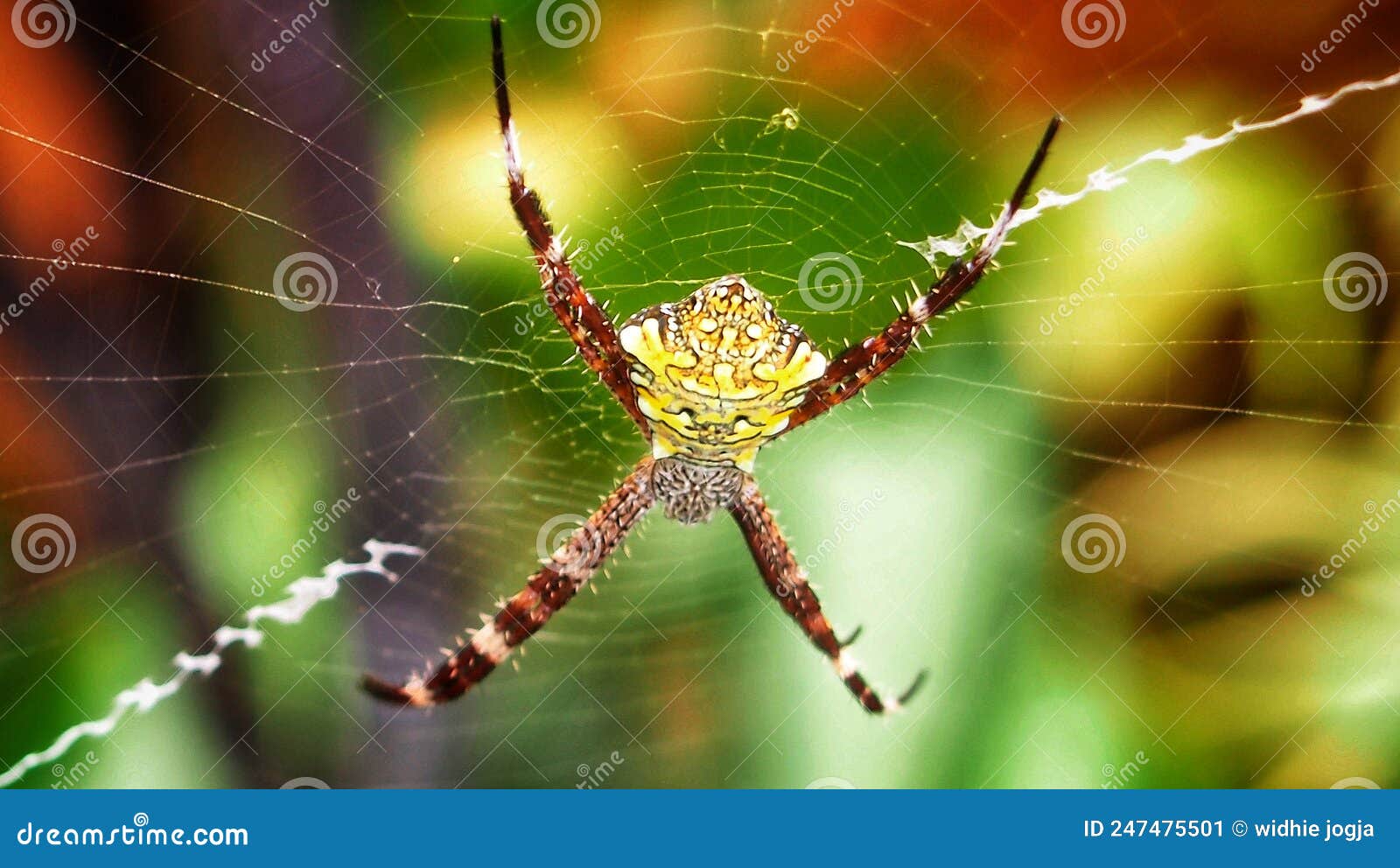 Web Spinner or a Spider Hanging on His Web among the Leafs Stock Image ...