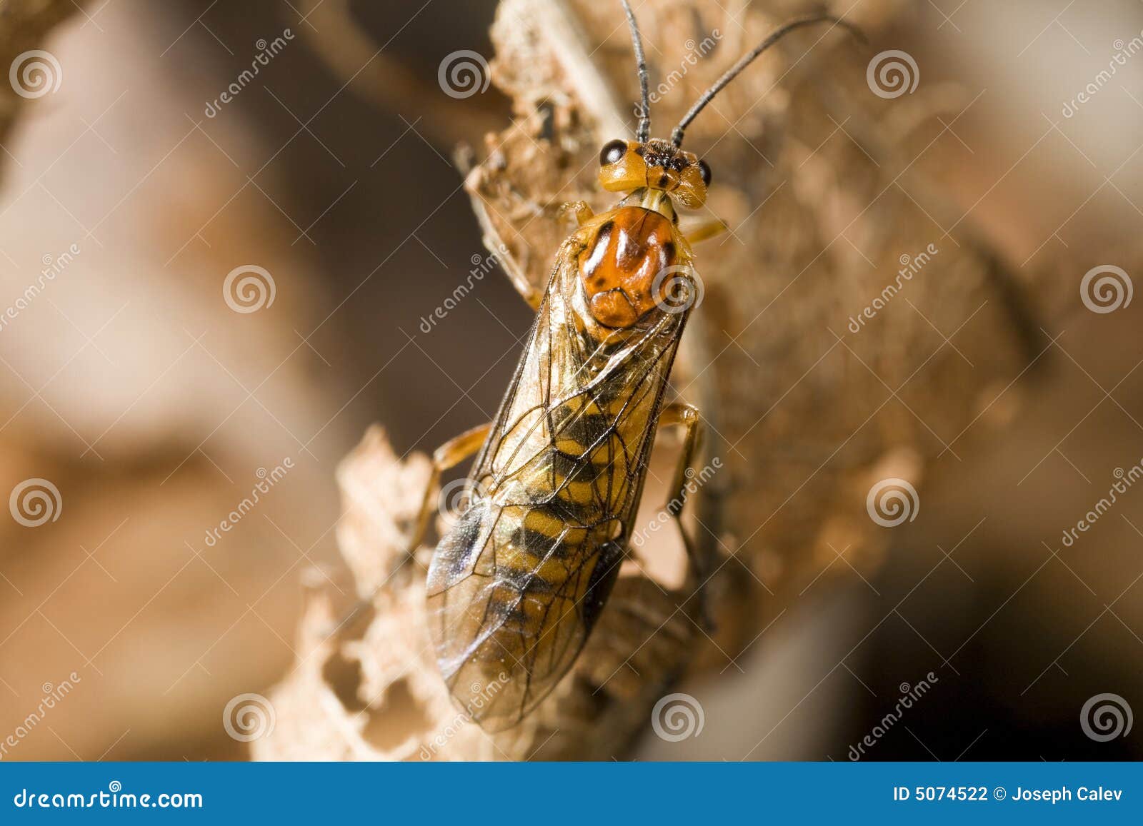 Web-spinning sawfly stock photo. Image of insect, pamphilidae - 5074522