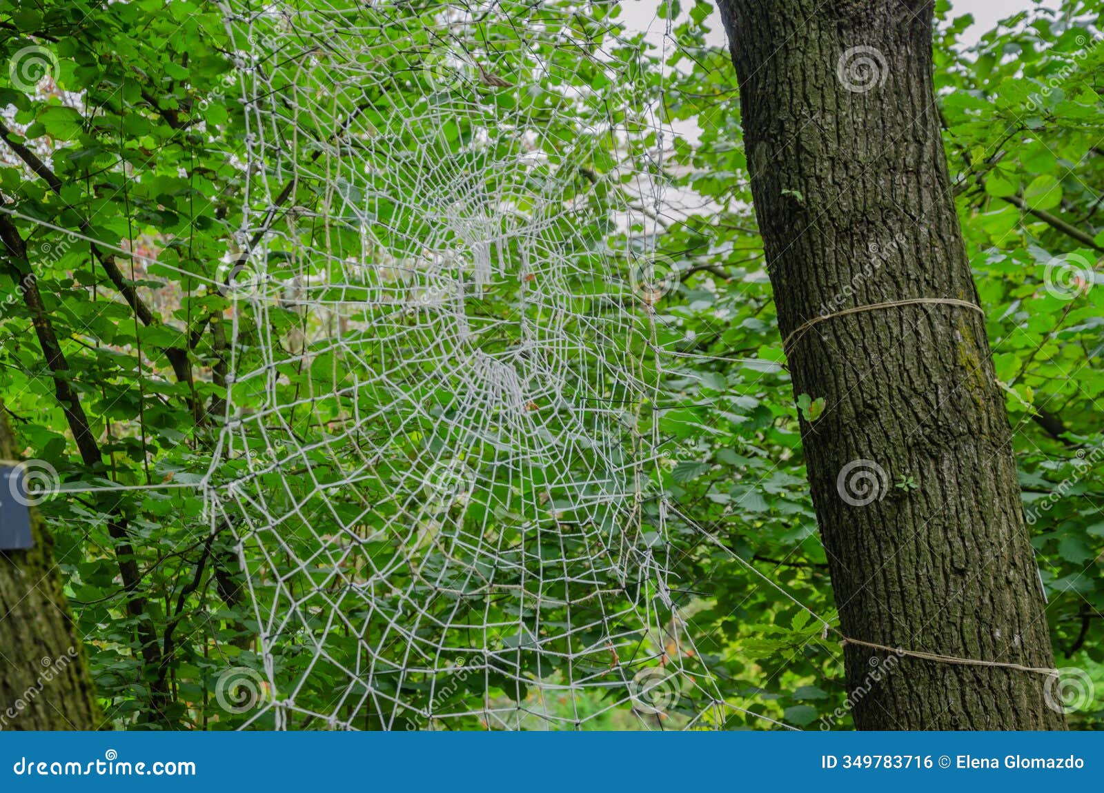 A Web of Threads is Tied between the Trees for the Game Stock Photo ...